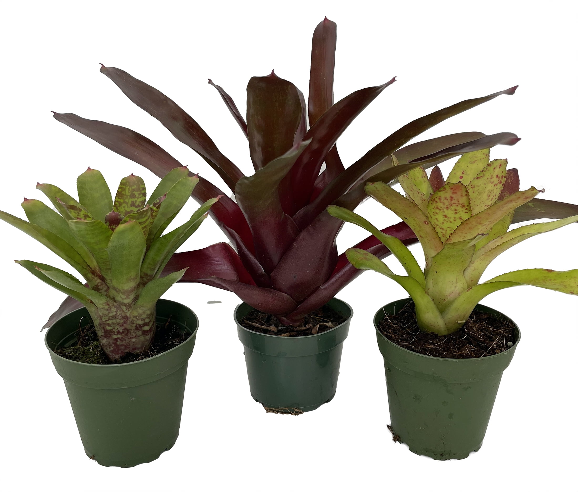 Neoregelia Vase Plant Collection - Bromeliad - 3 Plants in 4" Pots ...
