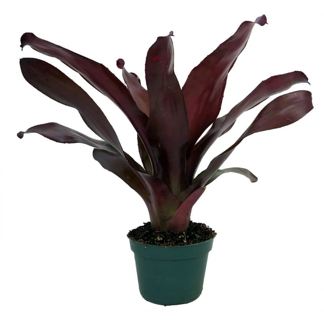 Neoregelia Voodoo Doll- Bromeliad Vase Plant- 4" Pot - Walmart.com