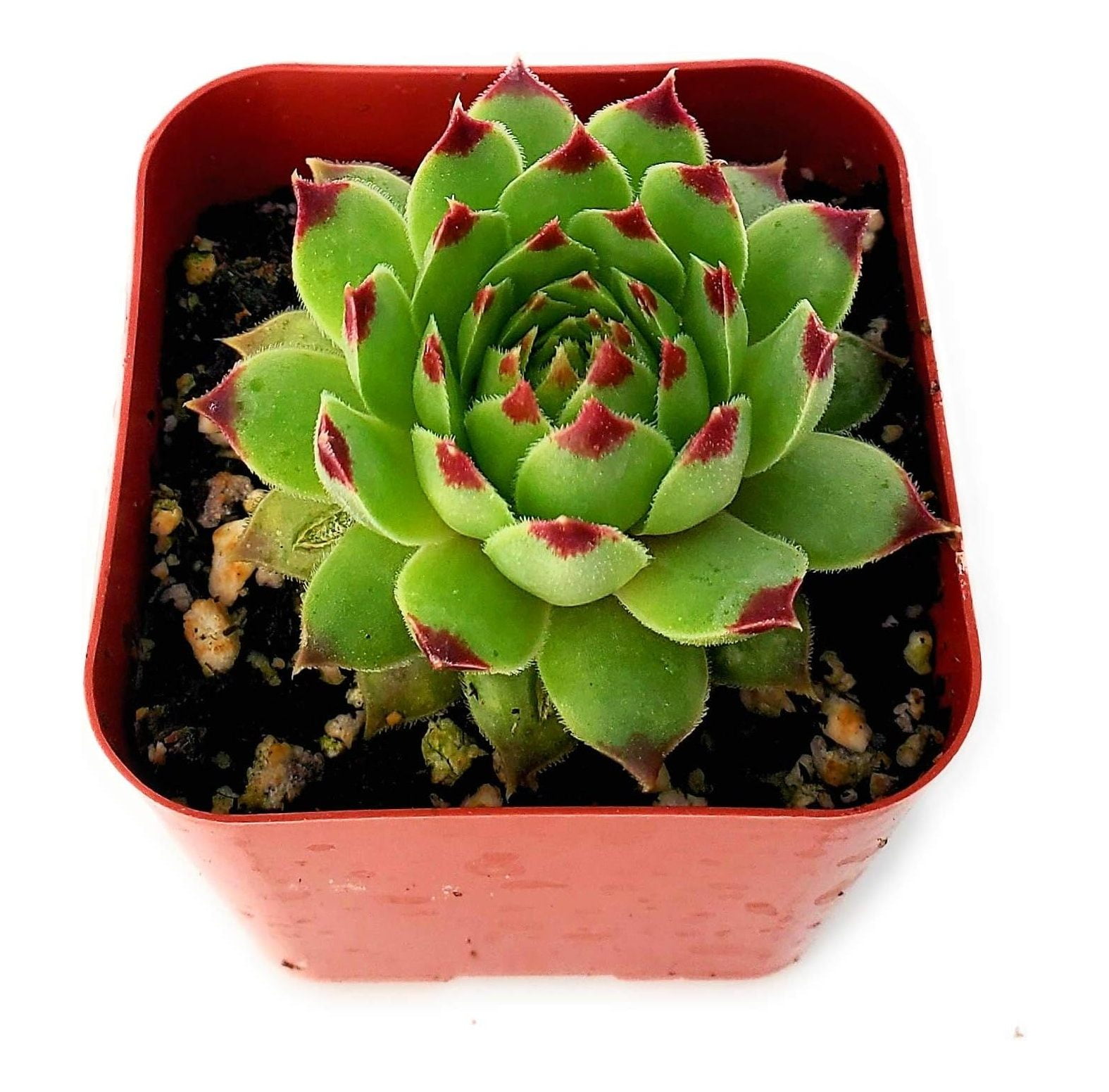 Neoskon Sempervivum Hens And Chicks Succulent Plants Fully Rooted