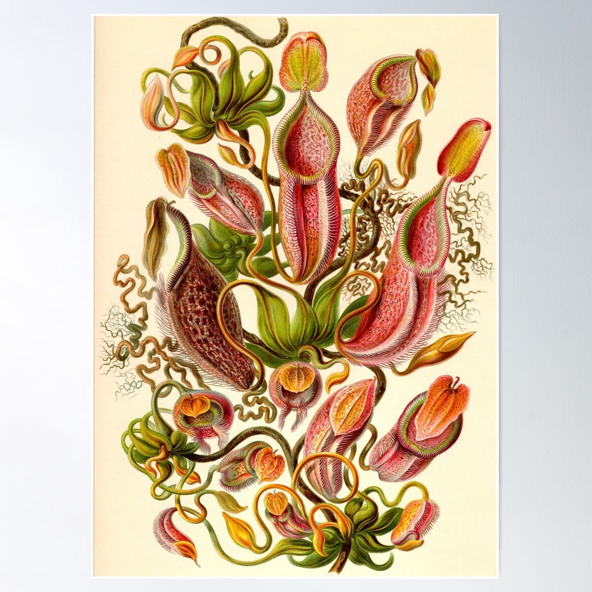 Nepenthaceae (Nepenthes - Tropical Pitcher Plant) - Haeckel Poster Wall ...