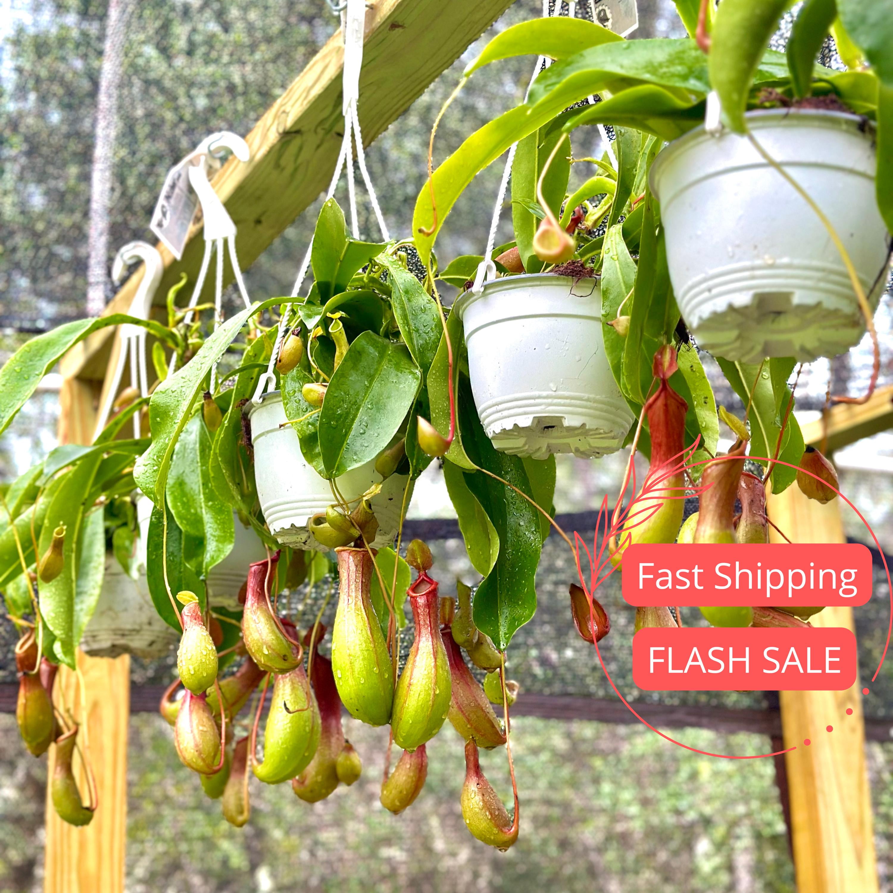 Nepenthes Alata Large Pitcher Plant , | Nepenthes Alata Live Starter ...