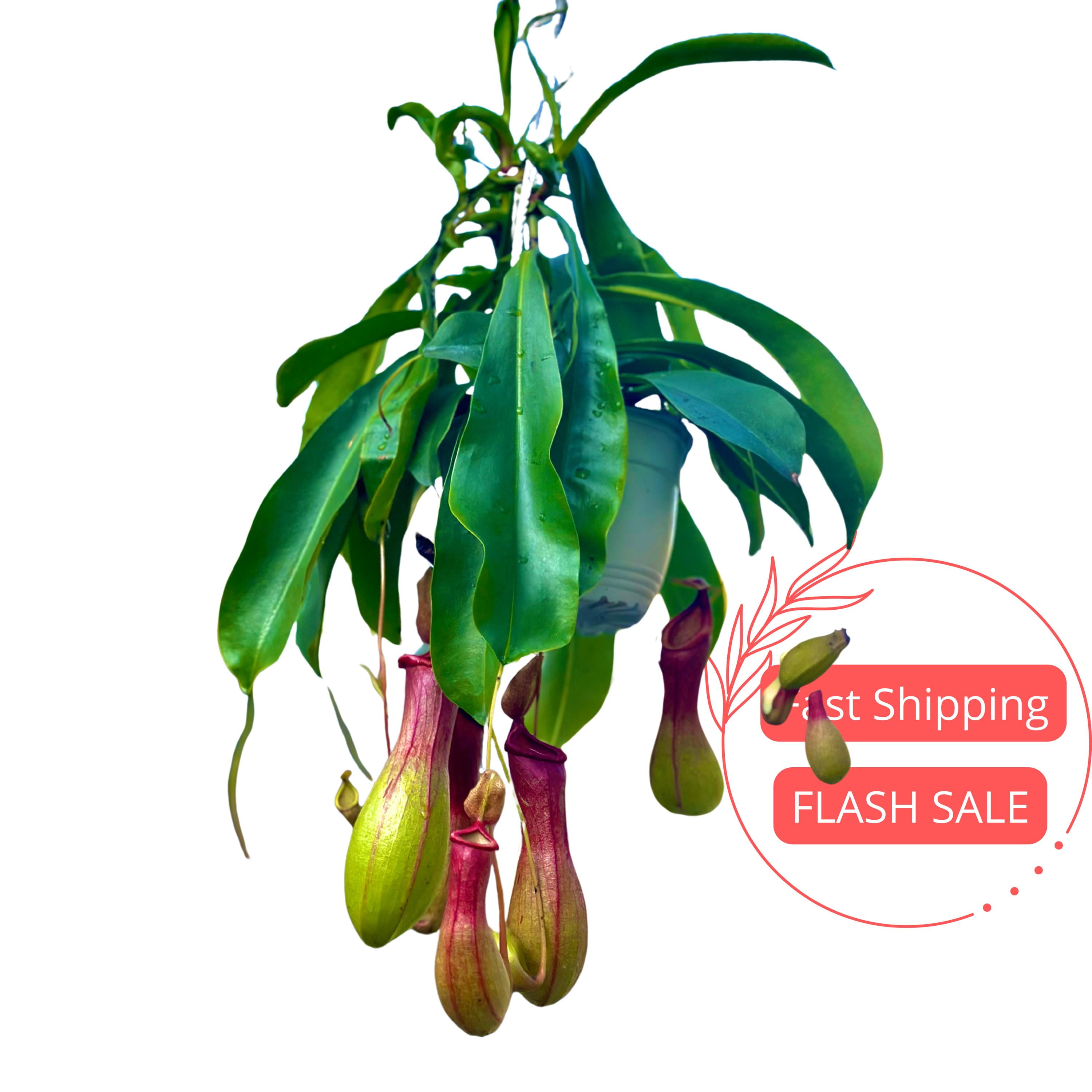 Nepenthes Alata Large Pitcher Plant | Nepenthes Alata Live Starter ...