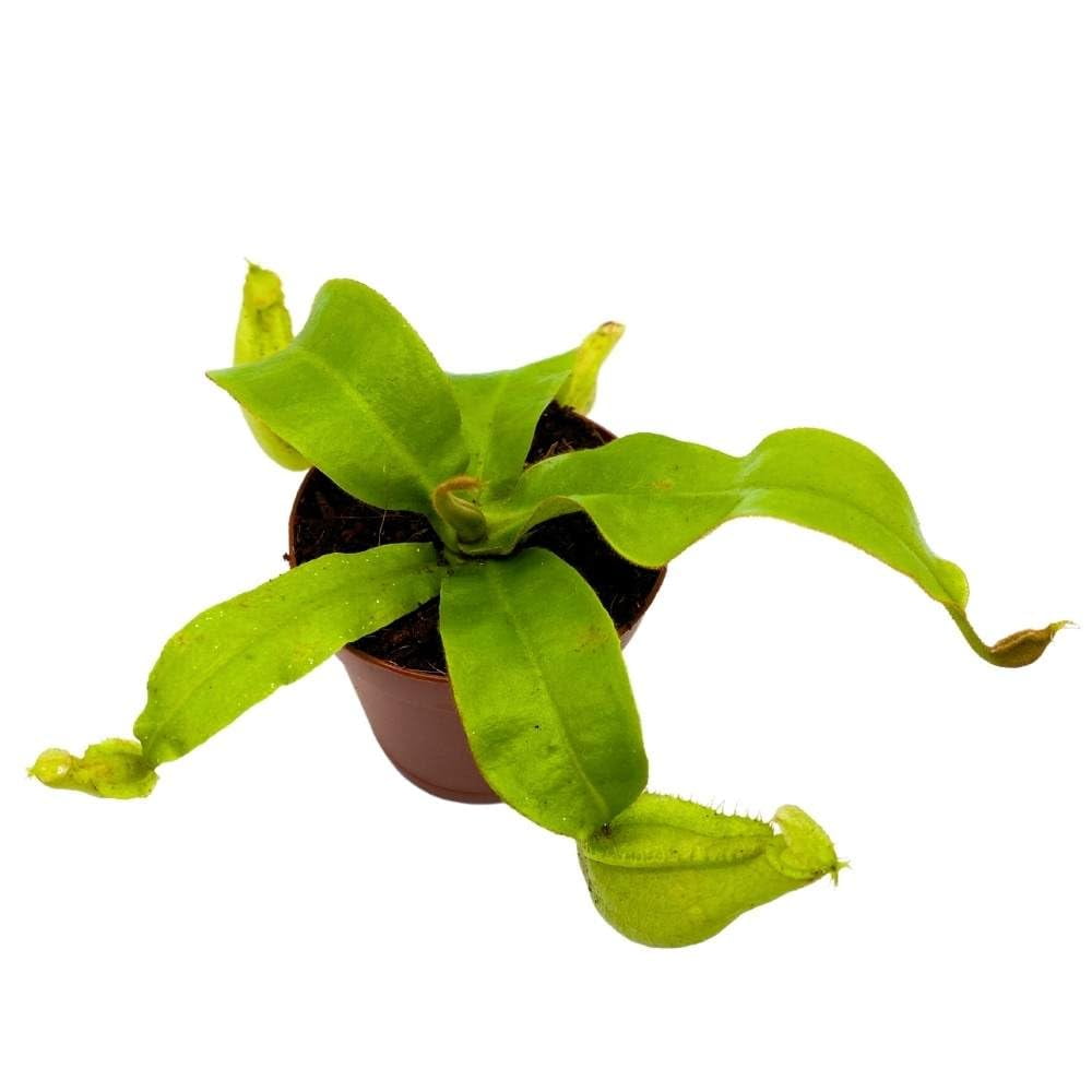 Nepenthes Ampullaria BAU Green, 2 inch, Winged Pitcher Rare Carnivorous ...