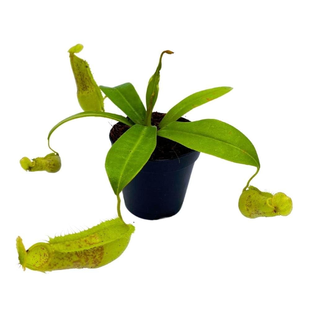 Nepenthes Hispida Beck, 2 inch, Winged Pitcher Rare Carnivorous Plant ...