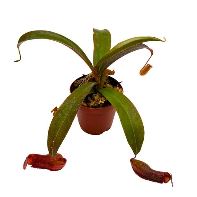 Nepenthes Rebecca Soper, 2 inch, Red Tropical Pitcher Carnivorous Plant ...