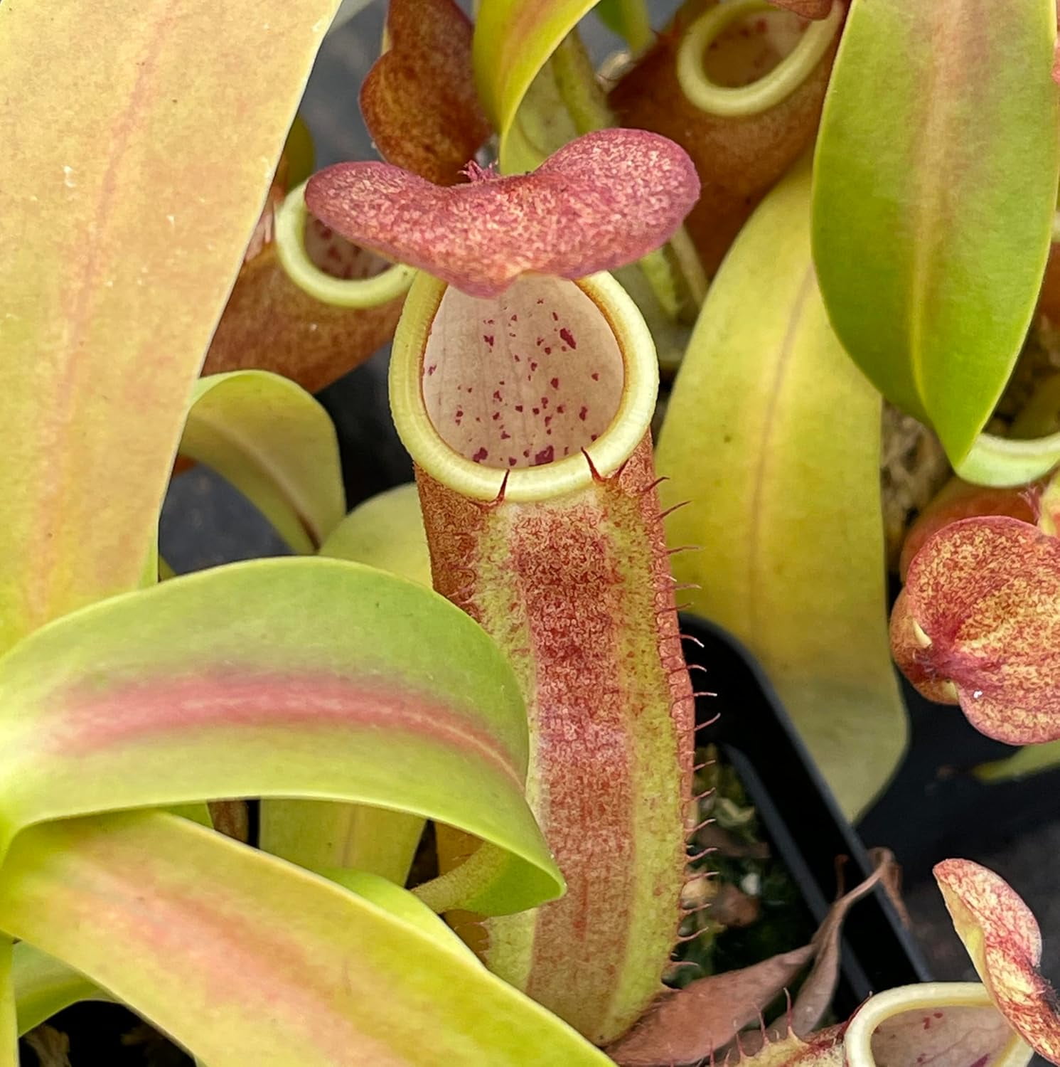 Nepenthes Sanguinea Pitcher Plant - Live Carnivorous - Beginner ...