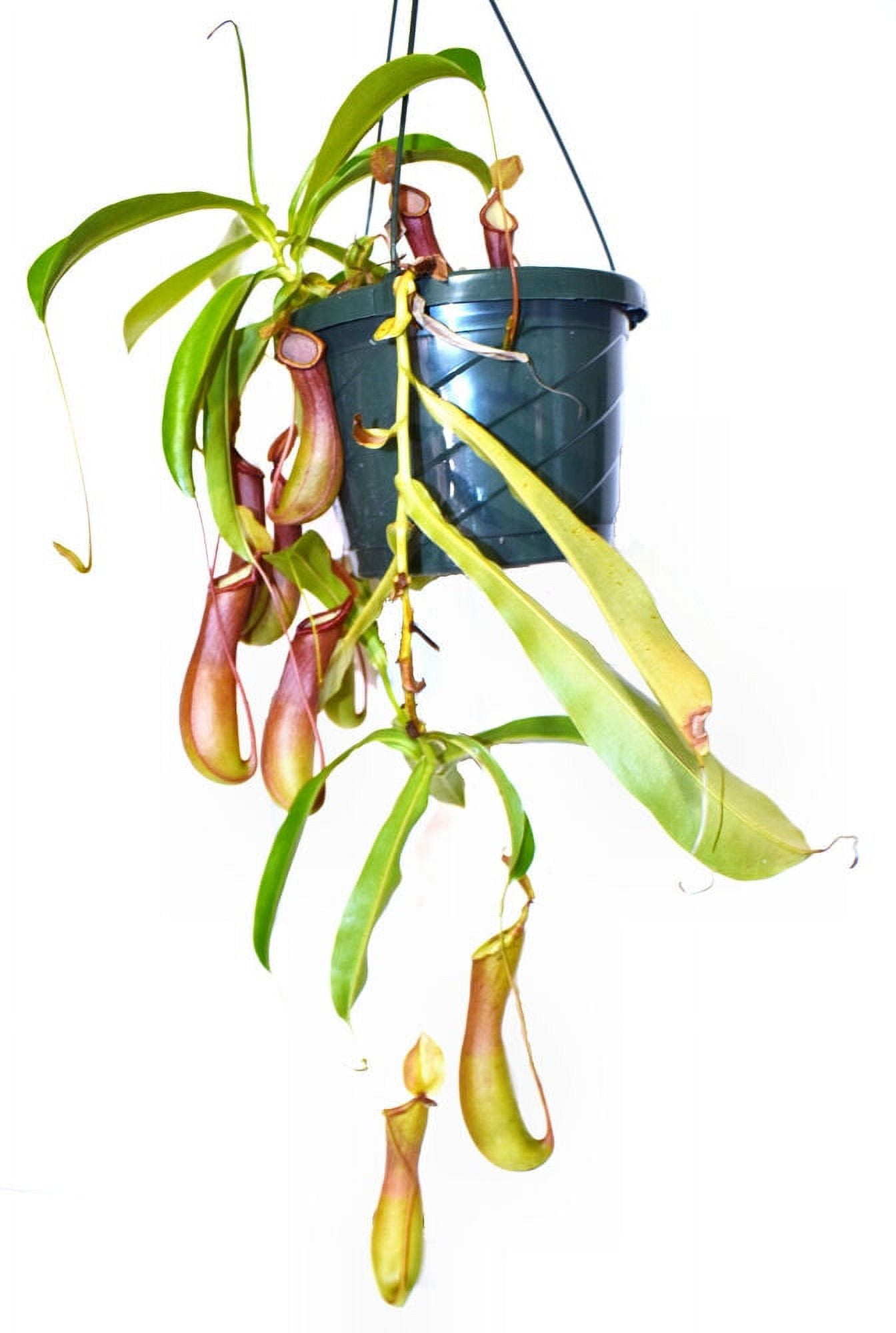 Nepenthes Ventrata Tropical Asian Pitcher Plant in XL 8" hanging basket ...