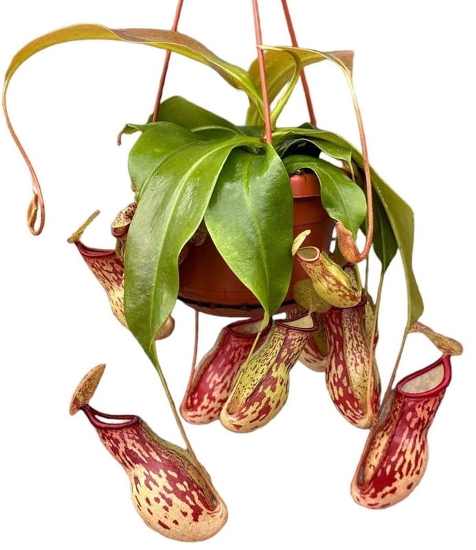 Nepenthes x St. Gaya Pitcher Carnivorous Plant 2-3" Tall for Planting ...