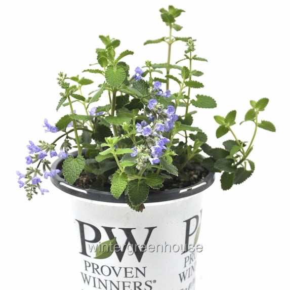 Nepeta Cat’s Pajamas Proven Winner, Catmint - 4" Pot Size, Flowering ...