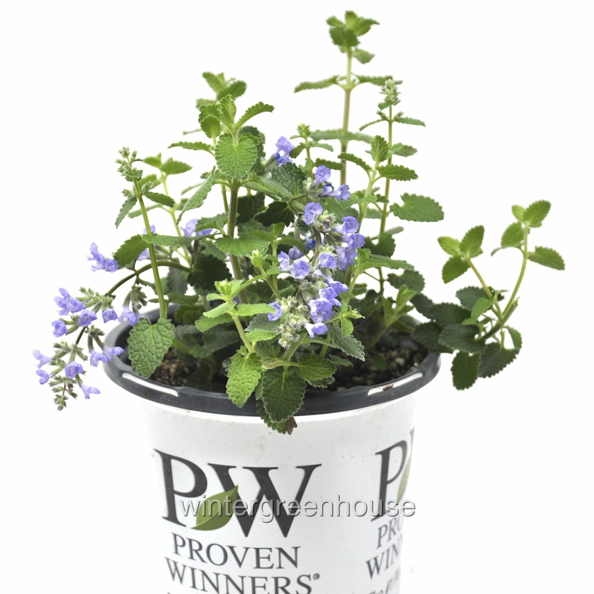 Nepeta Cat’s Pajamas Proven Winners, Catmint - Pot Size: 4.5in ...