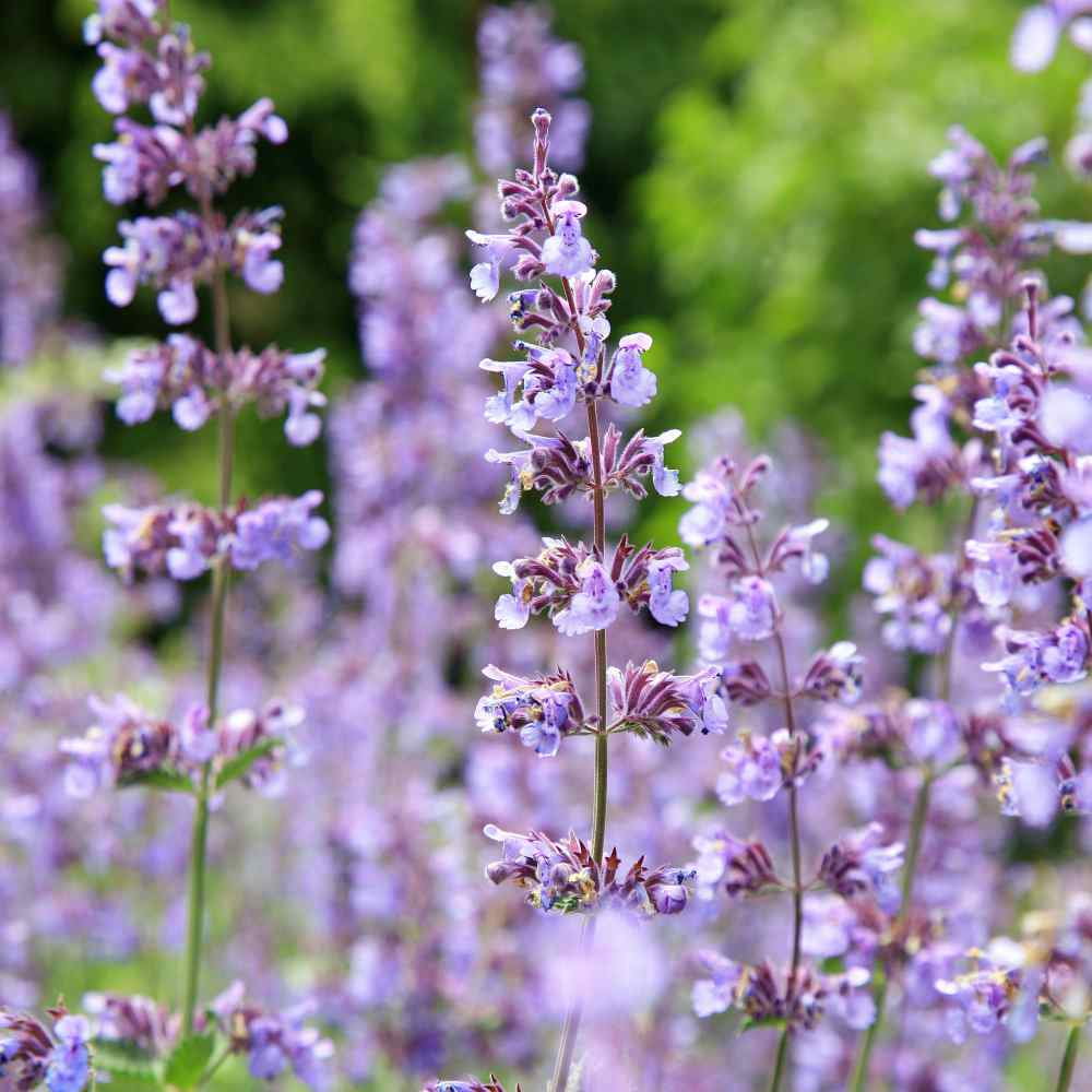 Nepeta Cataria Catnip Xeriscape Herb Garden Plant Seeds - 1/4 LB ...