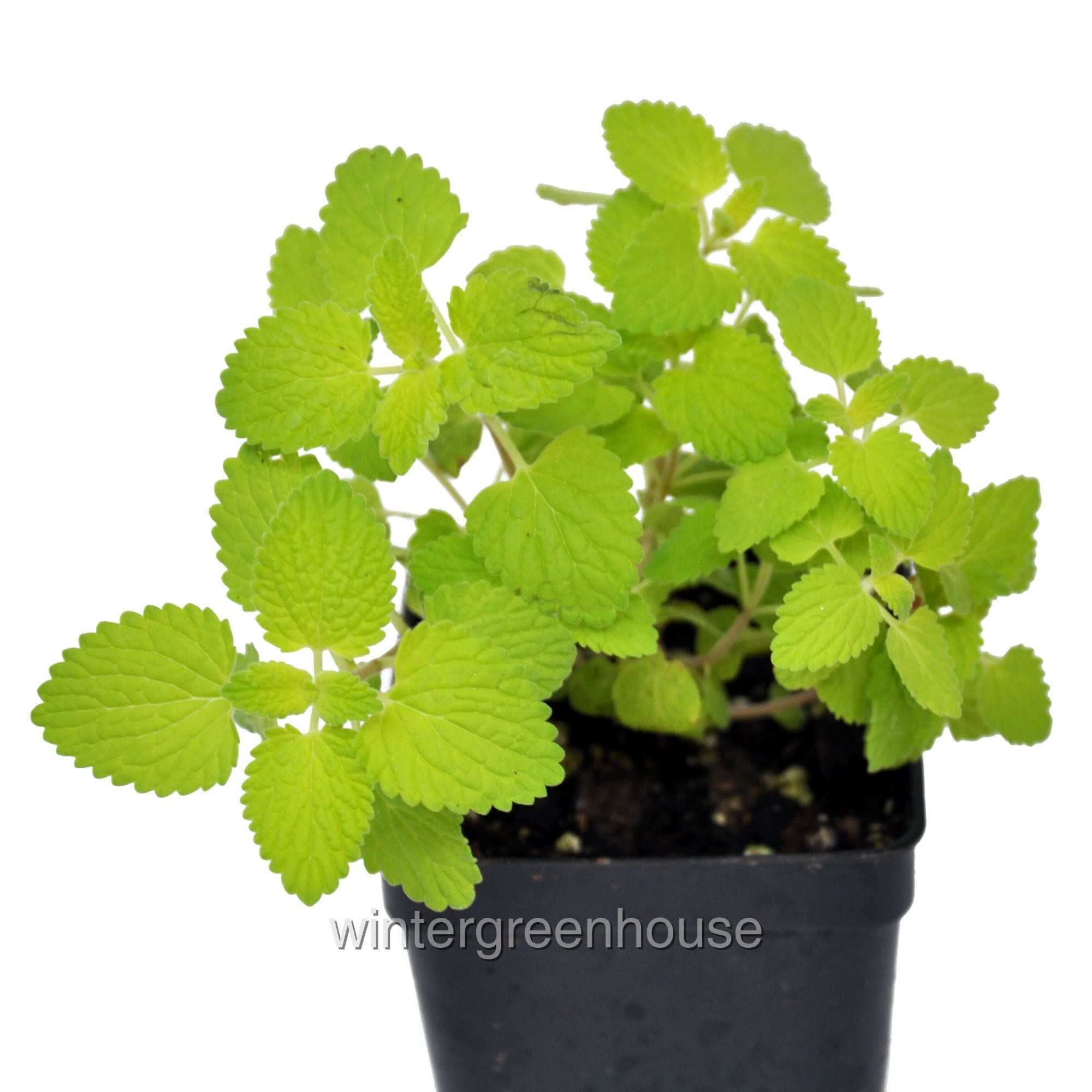 Nepeta Chartreuse On The Loose PPAF, Catmint - Pot Size: 3" (2.6x3.5 ...