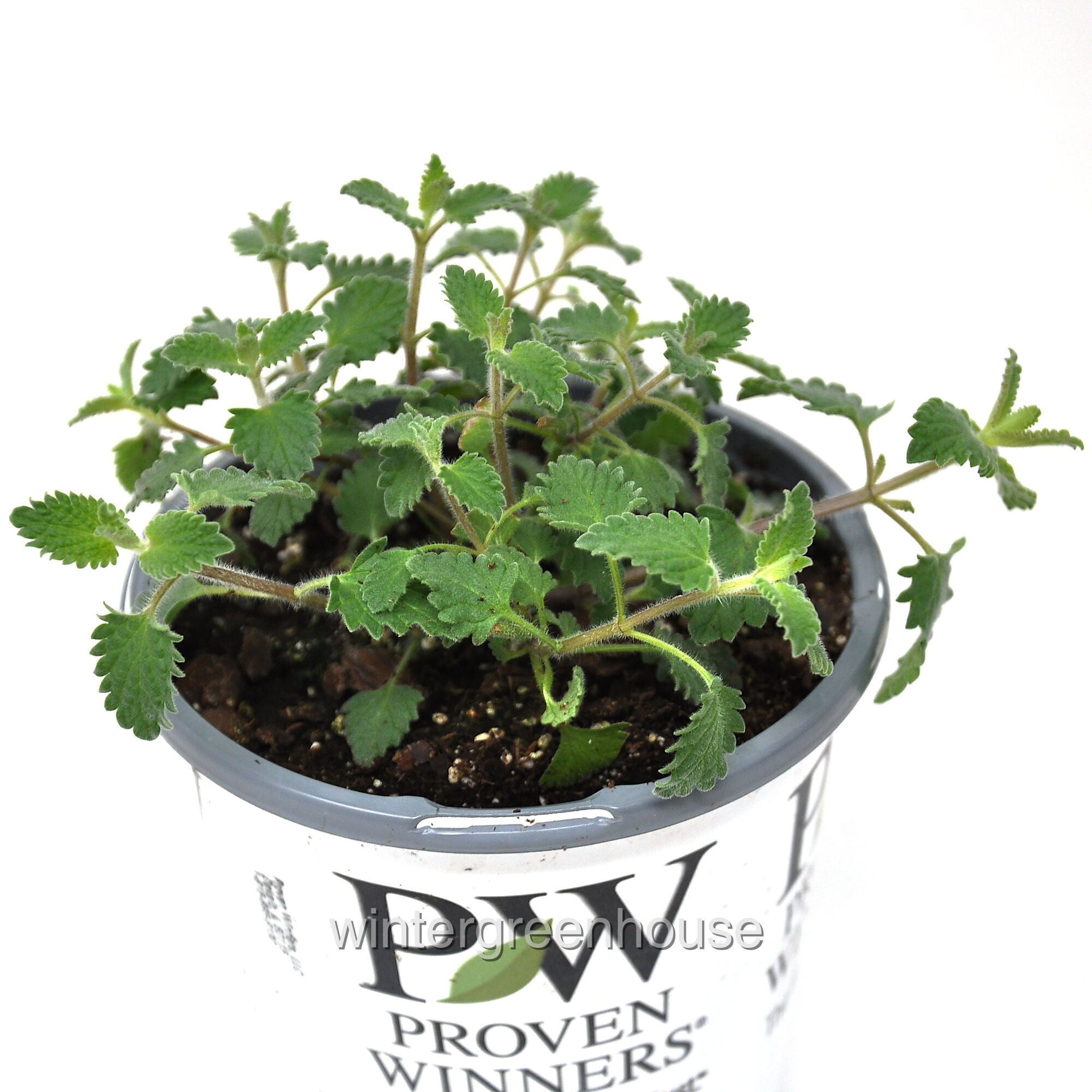 Nepeta Faassenii, Cat's Meow, Catmint - Pot Size: 4.5" - Flowering ...