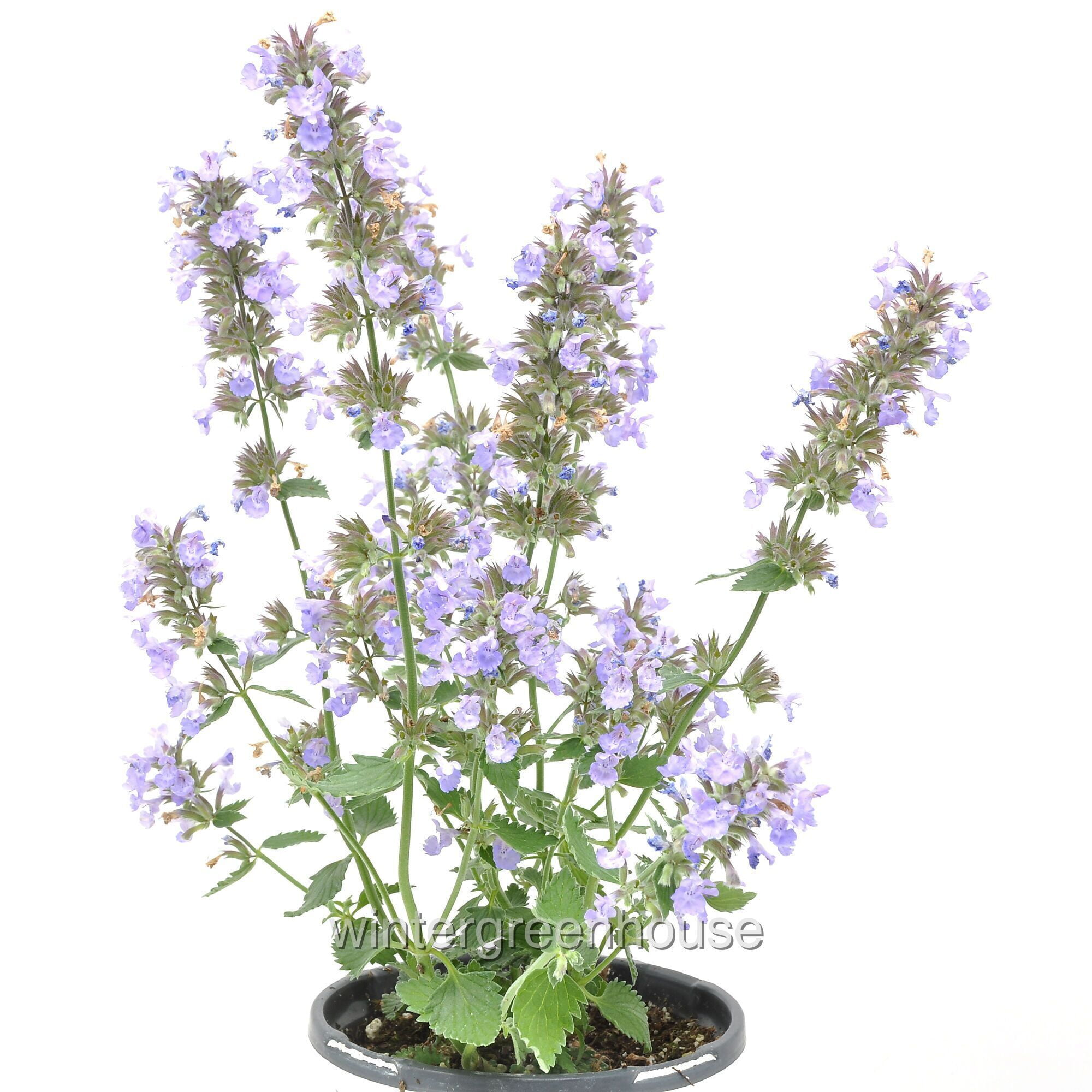 Nepeta Faassenii, Cat's Meow, Catmint - Pot Size: 4.5" - Flowering ...