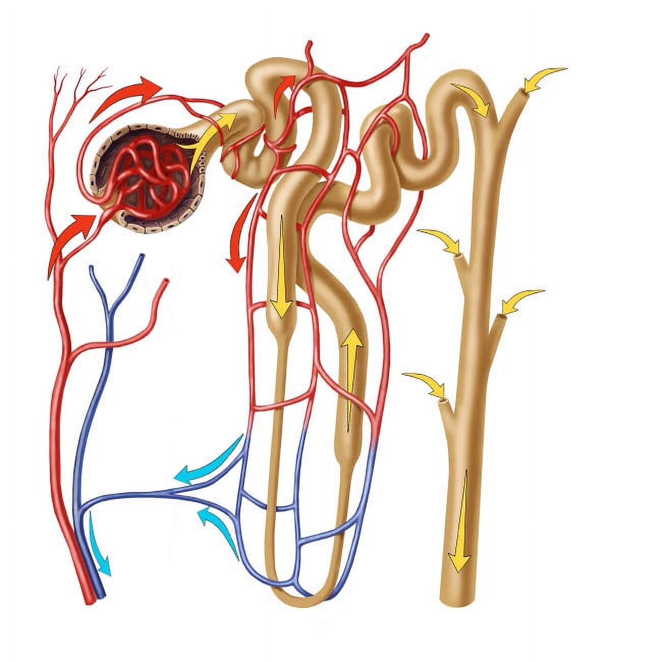 Nephron detail the functional unit of excretion in the human kidney ...