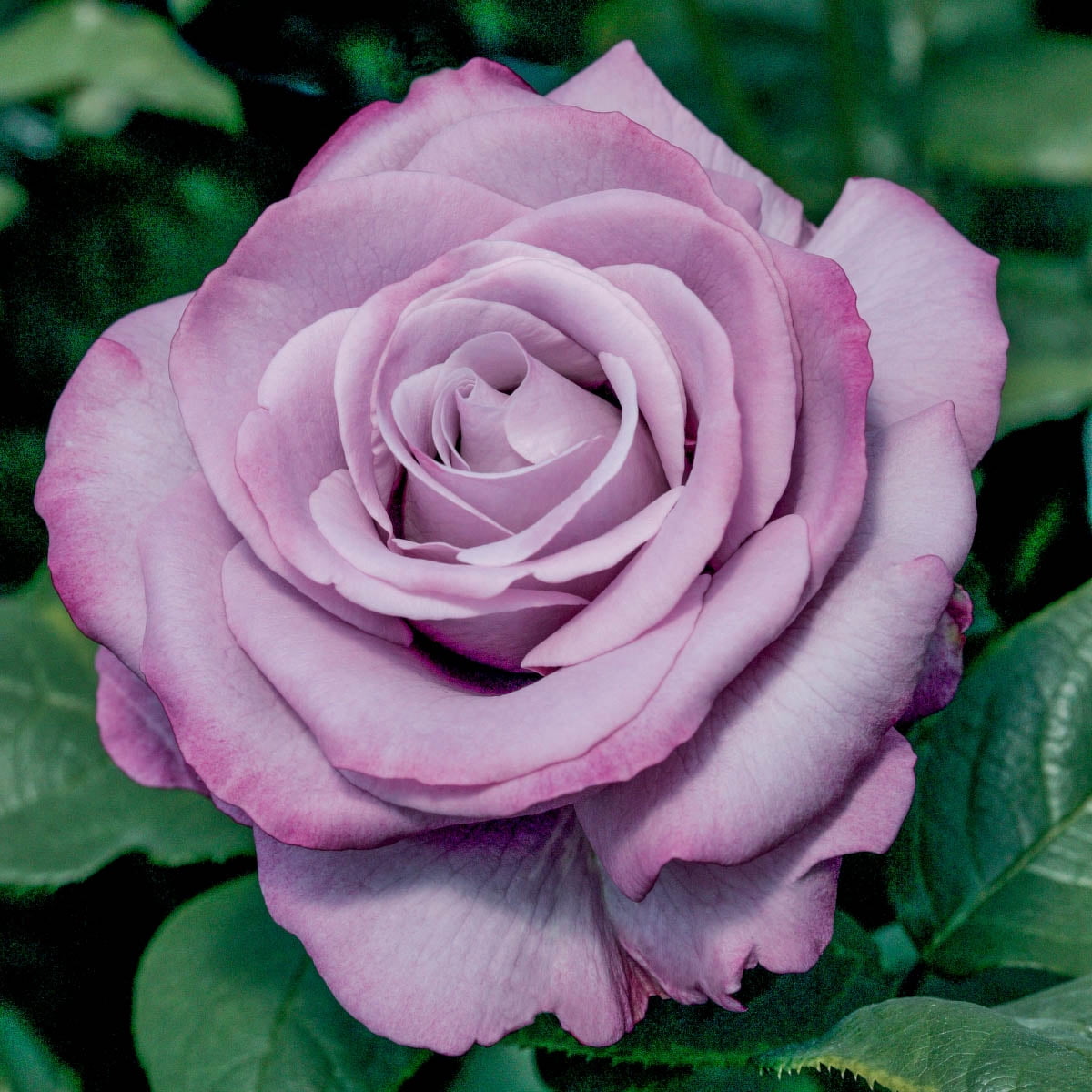 Neptune Purple Flowering Hybrid Tea Rose Bush Dormant Bare Root Starter ...