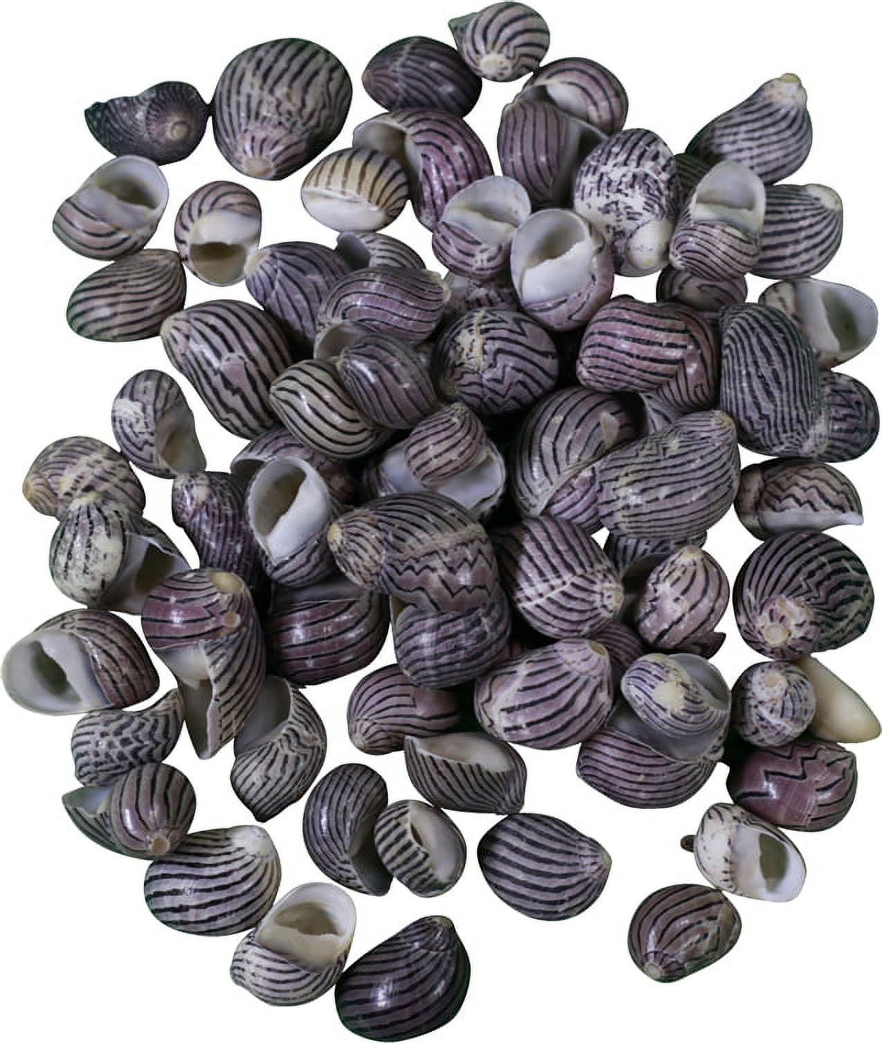 Neritina Parallela Bulk Craft Shells Seashells .3875-.625" (1 Kilo ...