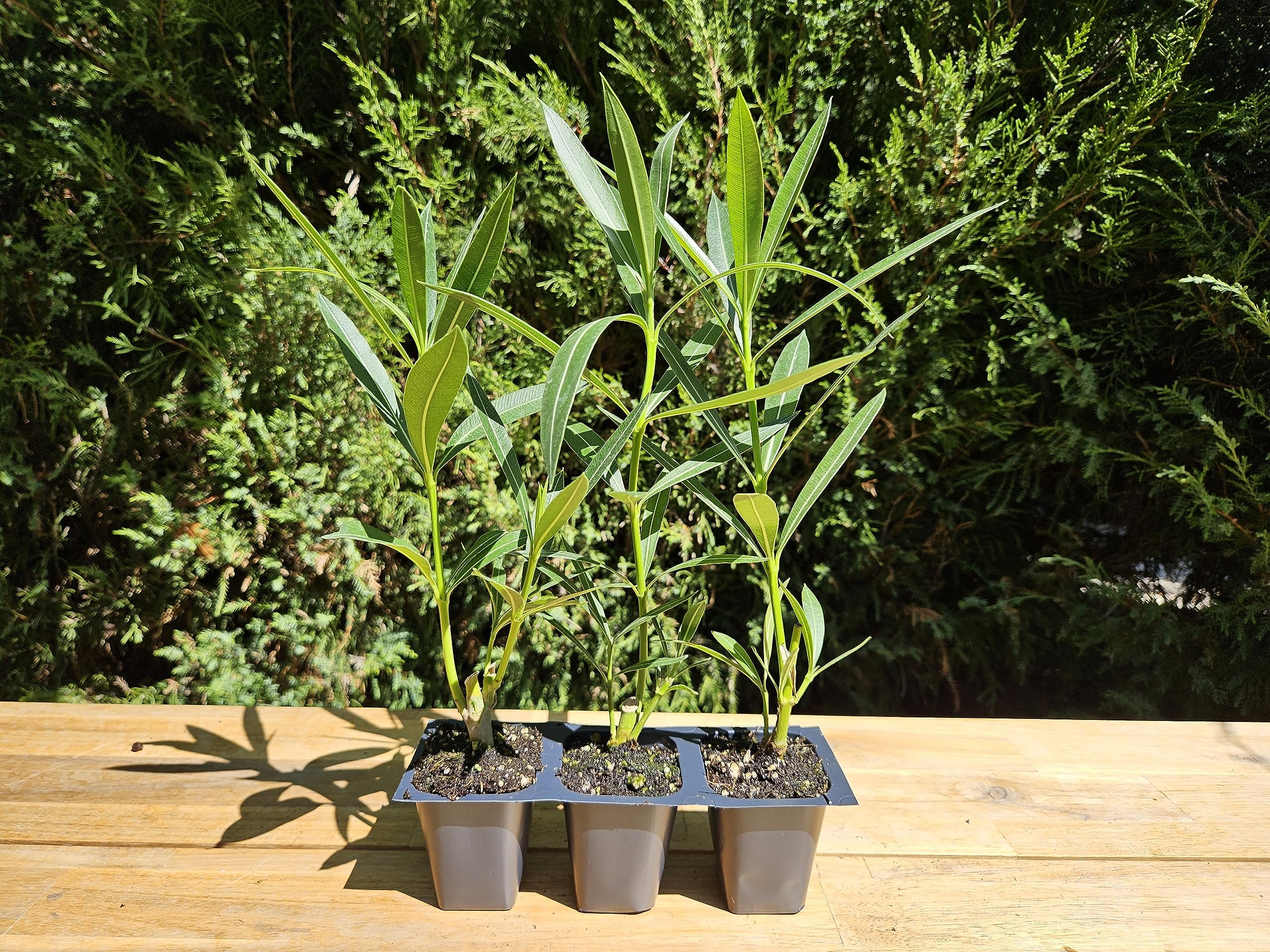 "Nerium Red Oleander, 3 Live Plants, Jannoch Oleander for Patio Garden ...