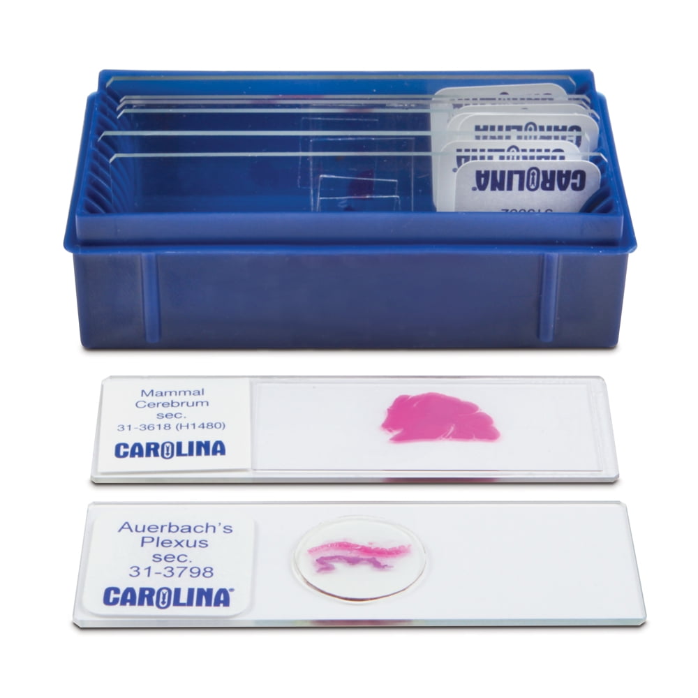 Nerve Tissue Types Microscope Slide Set - Walmart.com