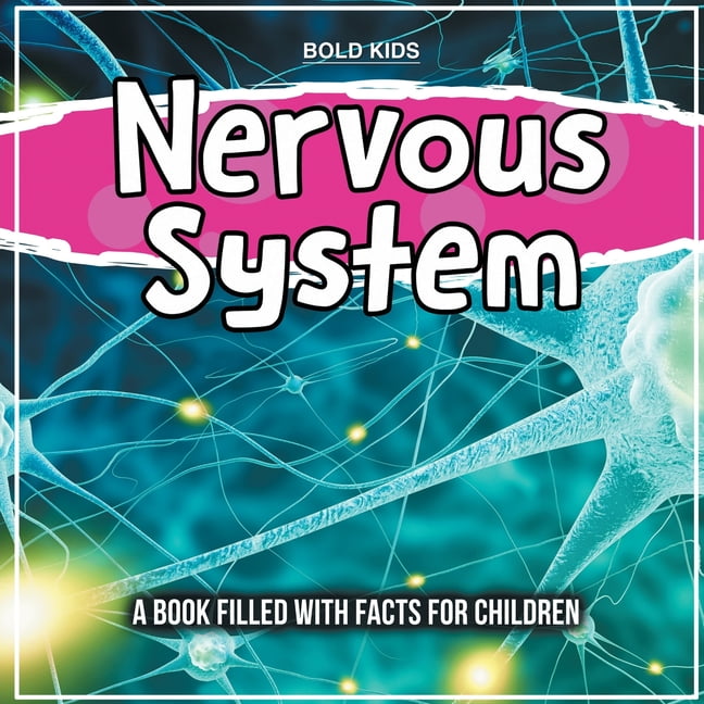 Nervous System For Kids