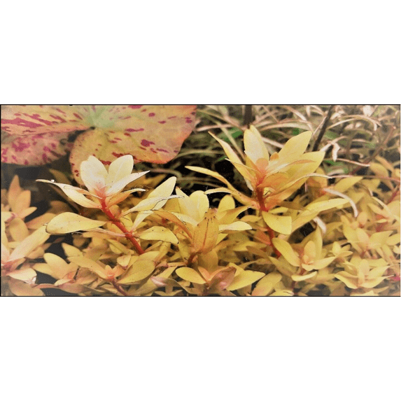 Nesaea Pedicellata ‘Golden’ Live Aquarium Plant – Fresh Bunch Aquatic ...