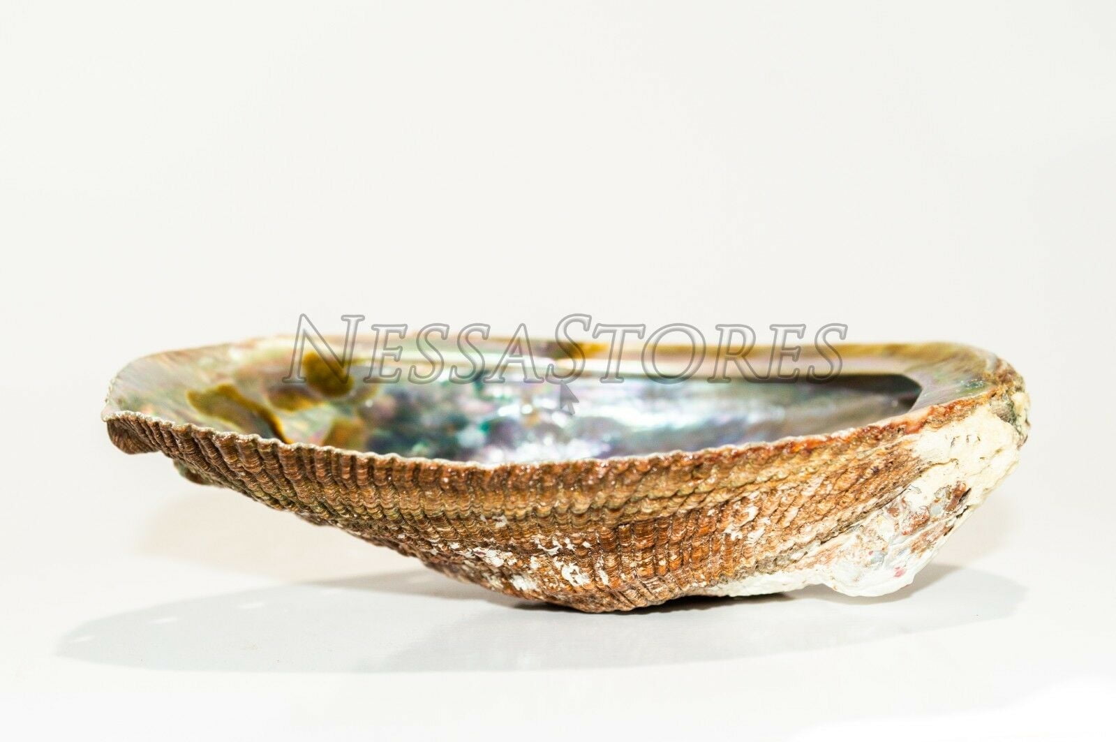 NessaStores- Green Abalone Sea Shell One Side Polished Beach Craft 4 ...