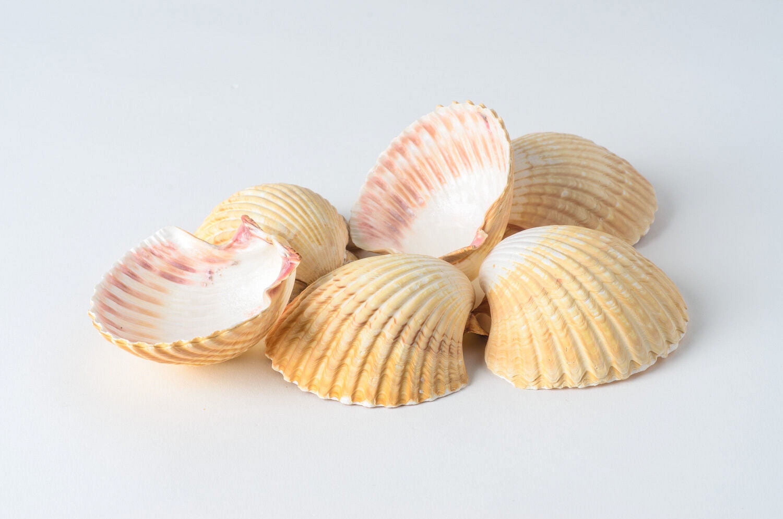 NessaStores- Mexican Deep Sea Shell Beach Craft Scallop 3" - 3.5" (6 ...