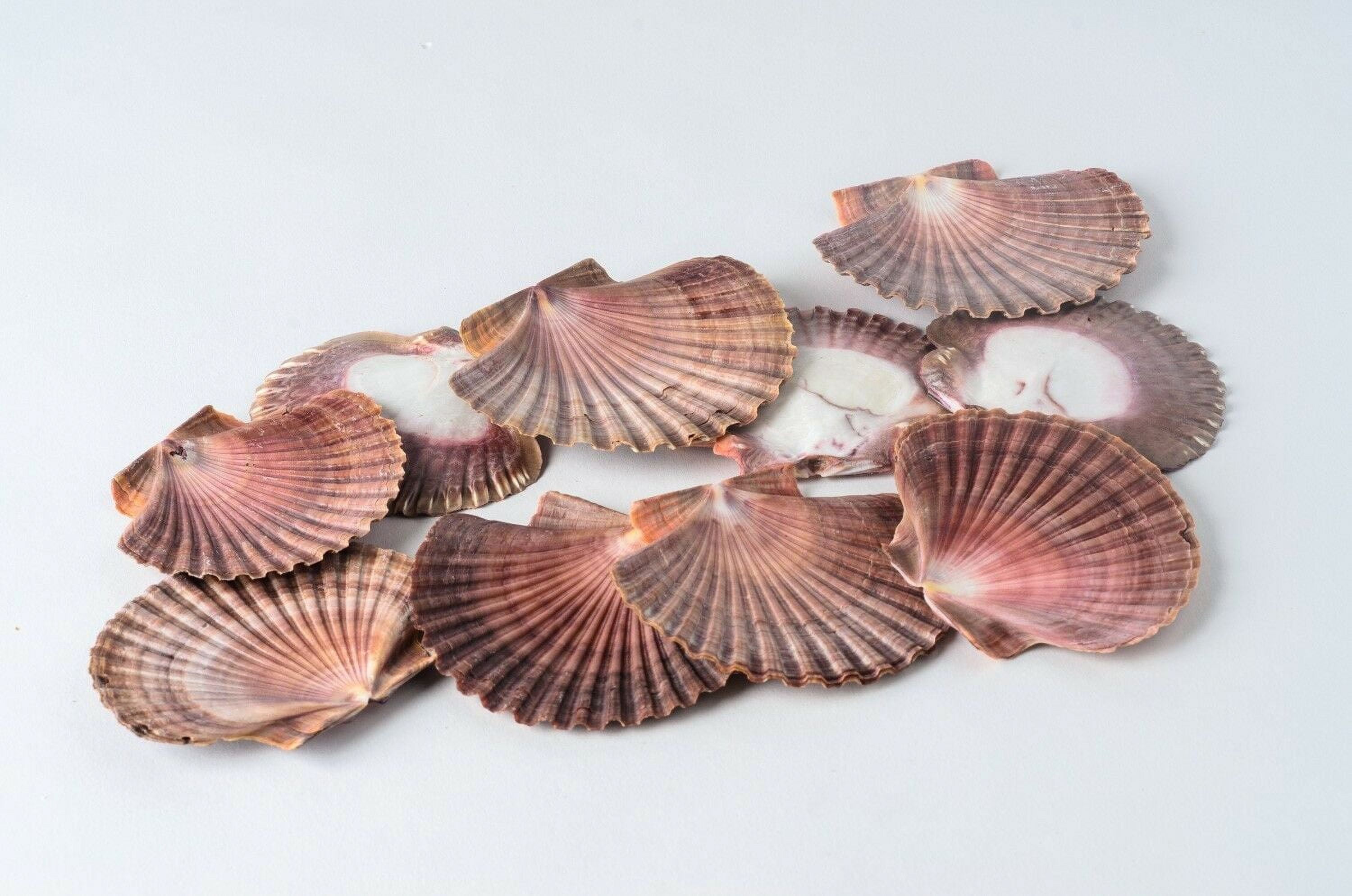NessaStores- Mexican Flat Sea Shell Beach Craft Scallop 2" - 3" ( 10 ...