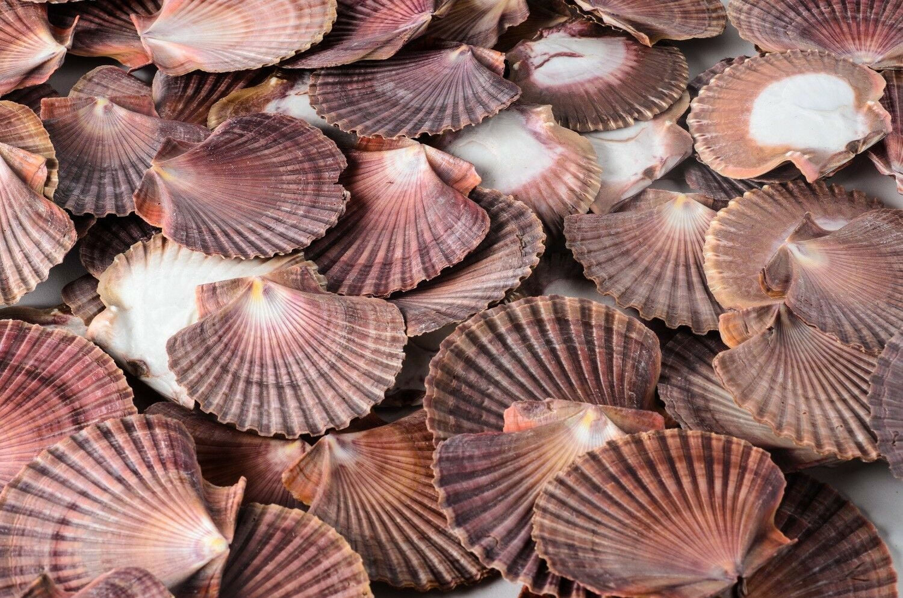 NessaStores- Mexican Flat Sea Shell Beach Craft Scallop 2" - 3" ( 150 ...