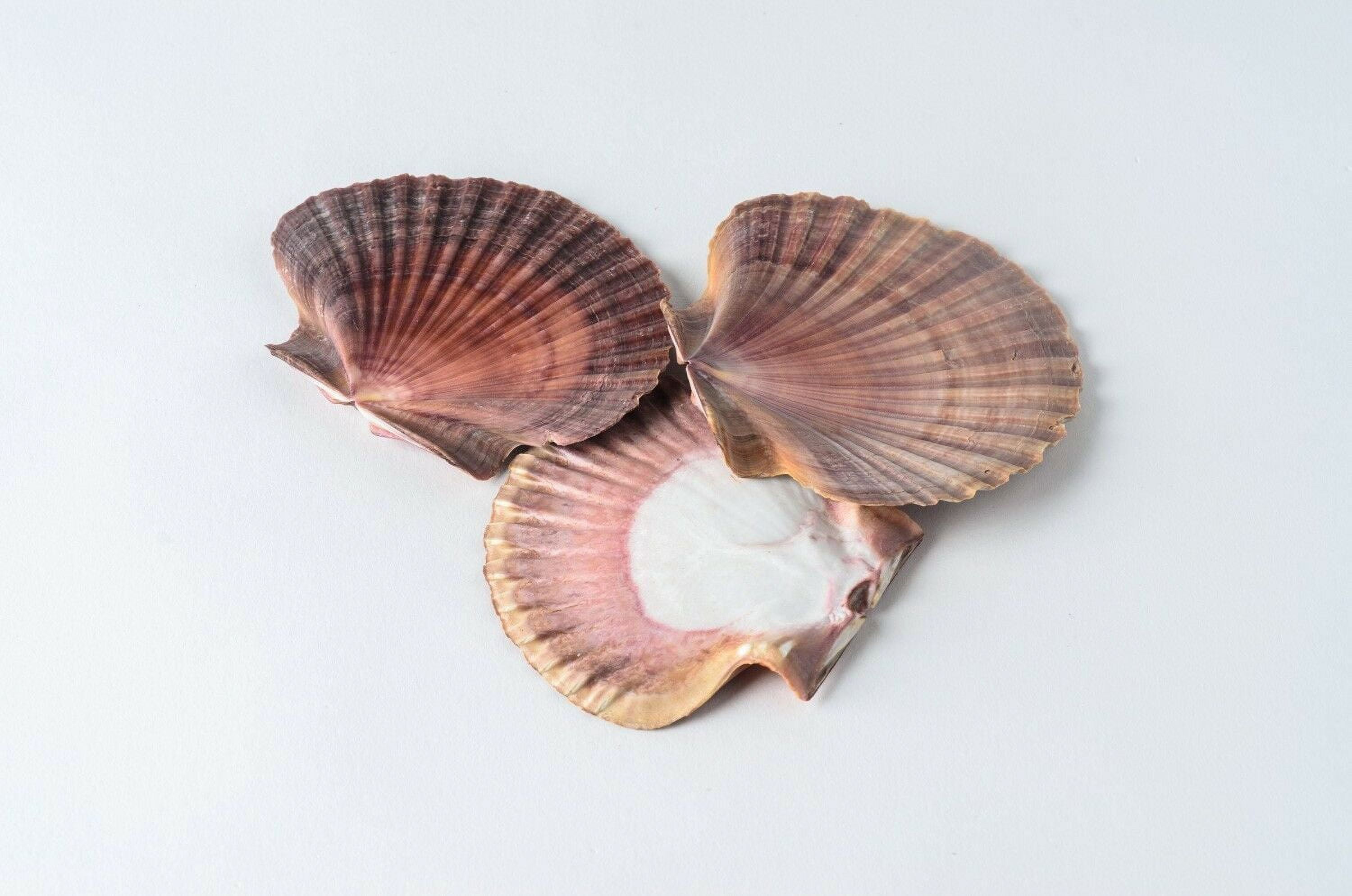 NessaStores- Mexican Flat Sea Shell Beach Craft Scallop 2" - 3" ( 3 PCS ...