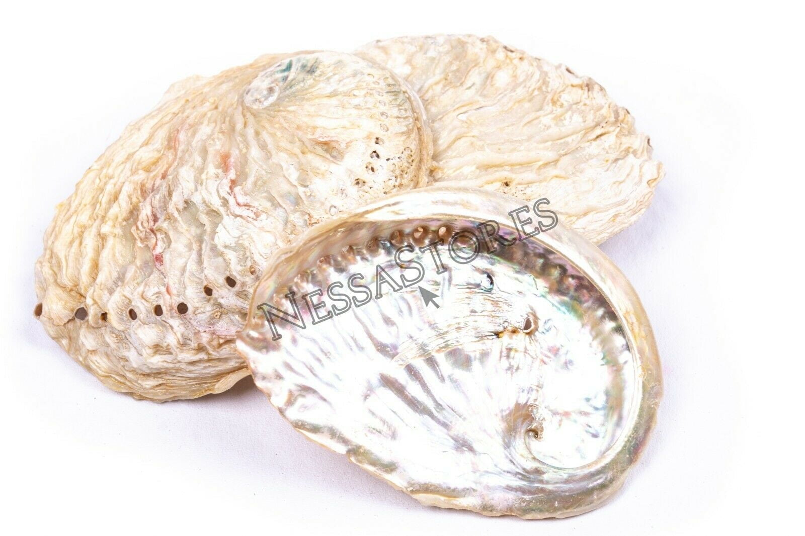 NessaStores- Midae Abalone Sea Shell One Side Polished Beach Craft 3 ...
