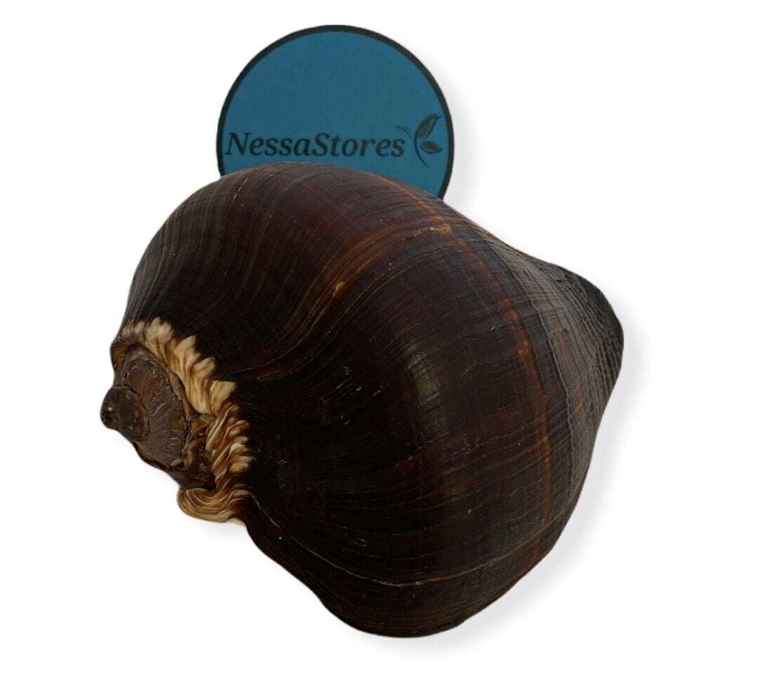 NessaStores Natural Fiber Conch Sea Shell Beach Home Decor 4"-5" (1 pc ...