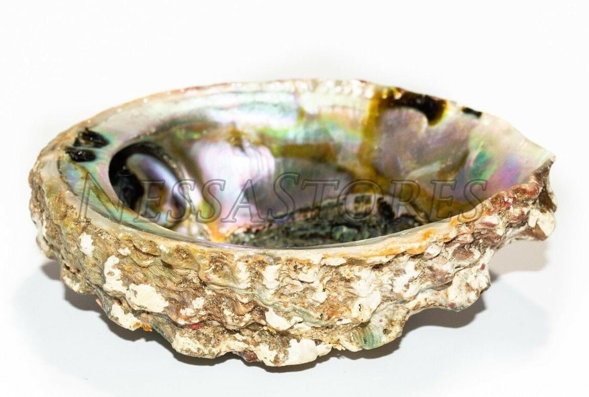 NessaStores- Pink Abalone Sea Shell One Side Polished Beach Craft 4 ...