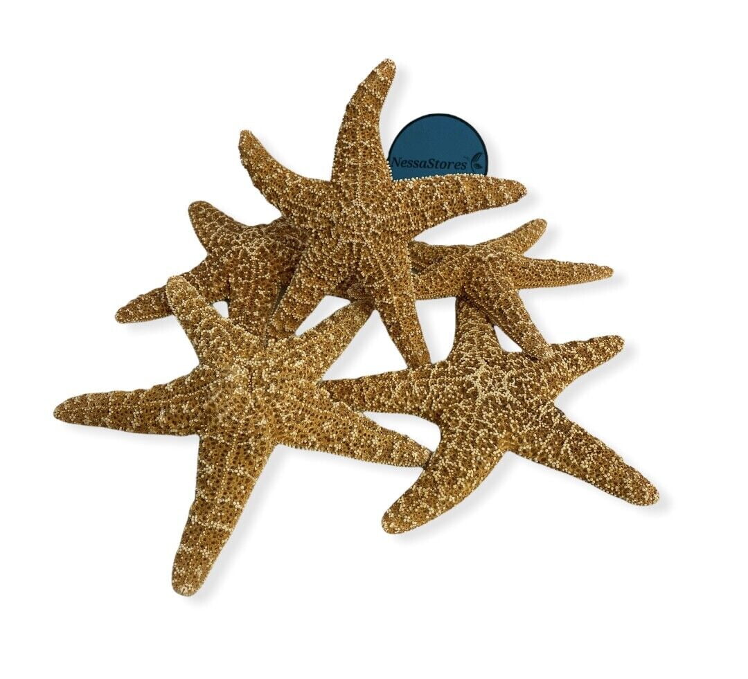 NessaStores Sugar Starfish Sea Shell Wedding Real Craft 5" - 6" (8 pcs) #JC-215 - Walmart.com