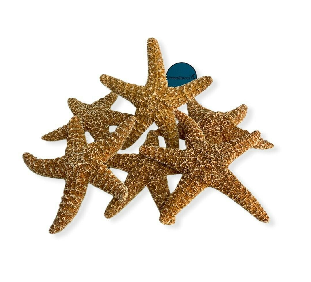 NessaStores Sugar Starfish Sea Shell Wedding Real Craft 7"-8" (16 pcs) #JC-216 - Walmart.com