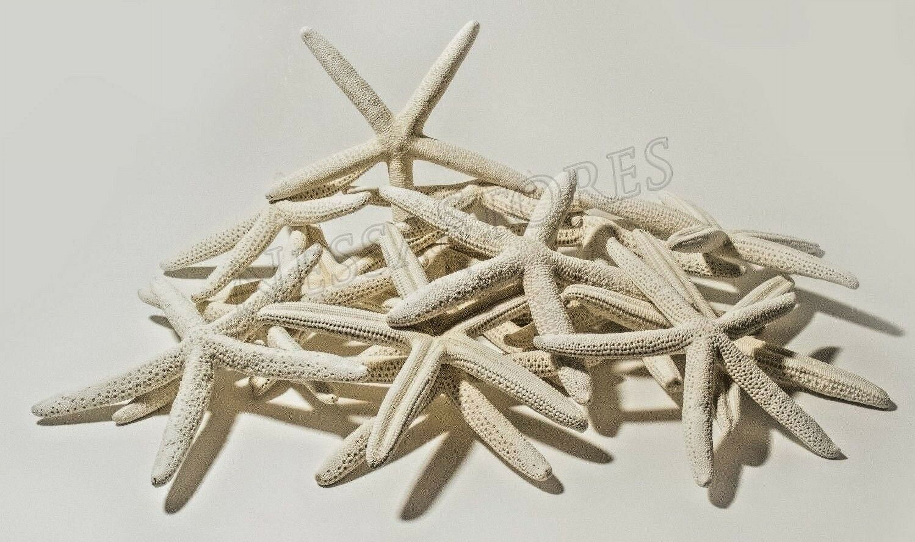 NessaStores- White Finger Starfish Sea Shell Bleached Finger 6" - 7 ...