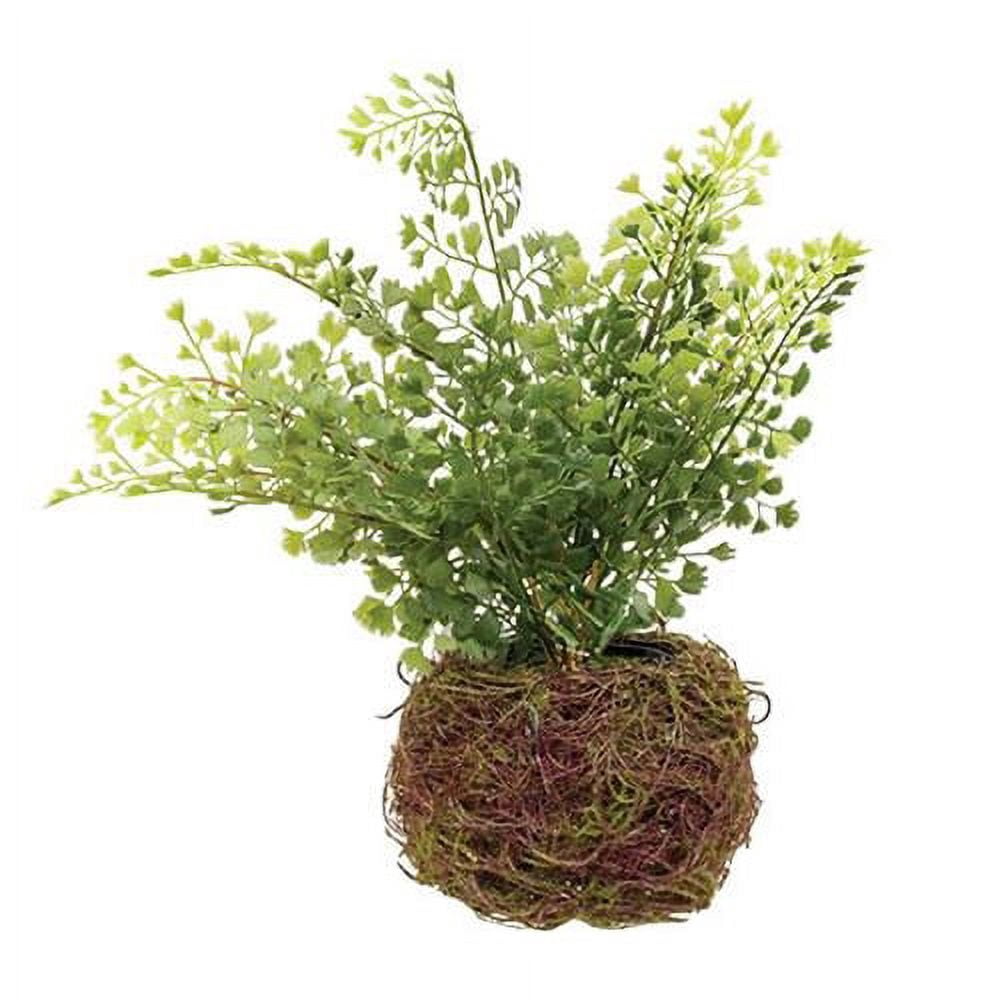 Maiden Hair Ferns