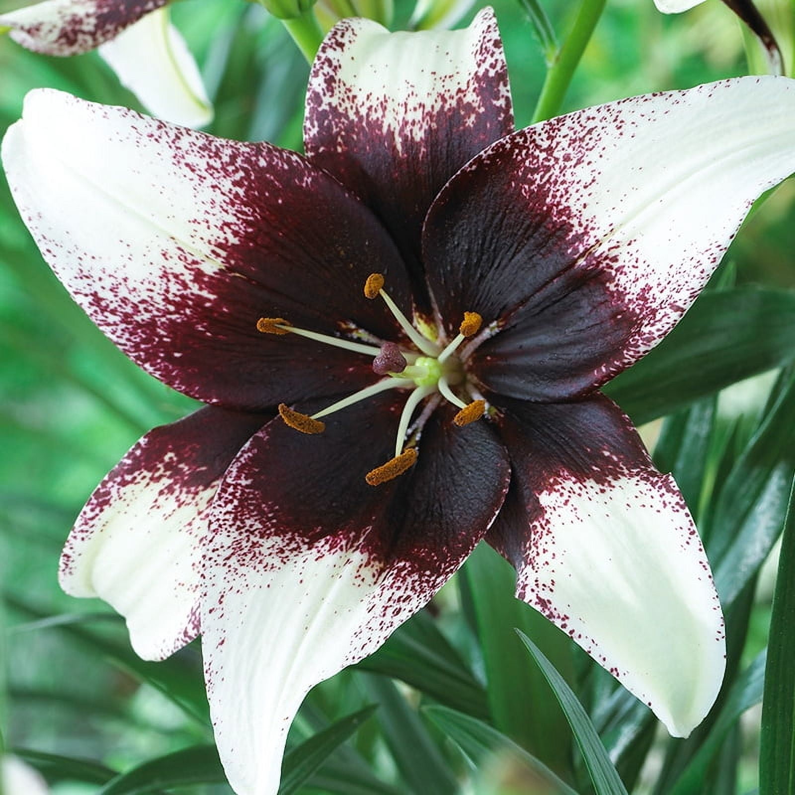 Nettie's Pride Asiatic Lilies Flower Bulbs - 3 Lily Bulbs per Pack - Good as Cut Flowers ...
