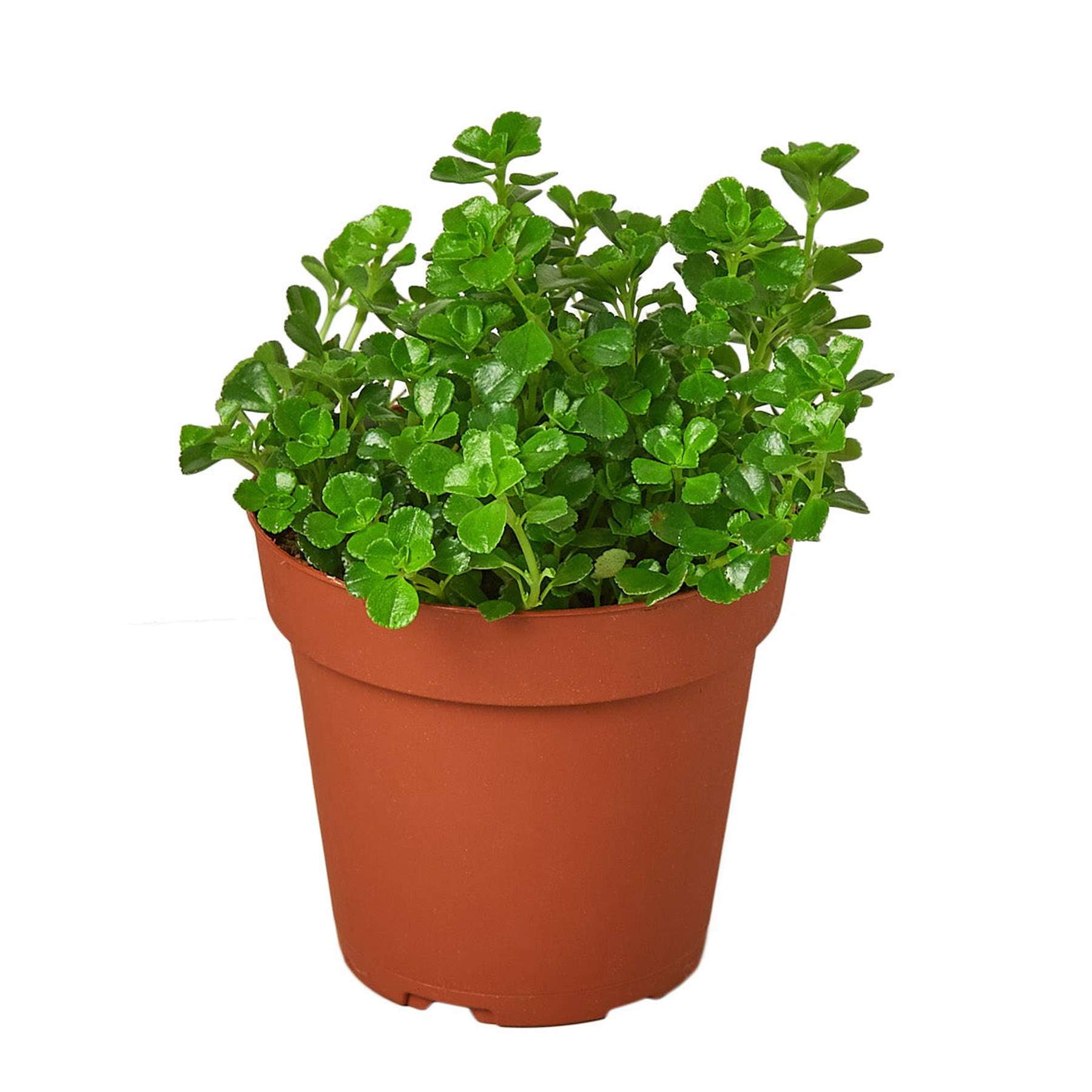 Nettle 'Baby's Tear' Live Plant for Indoor | Different Houseplants in 4 ...