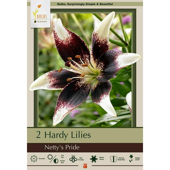 Netty's Pride Asiatic Lily 2 Bulbs 14/16cm - Deep Burgundy with White Tips - Walmart.com