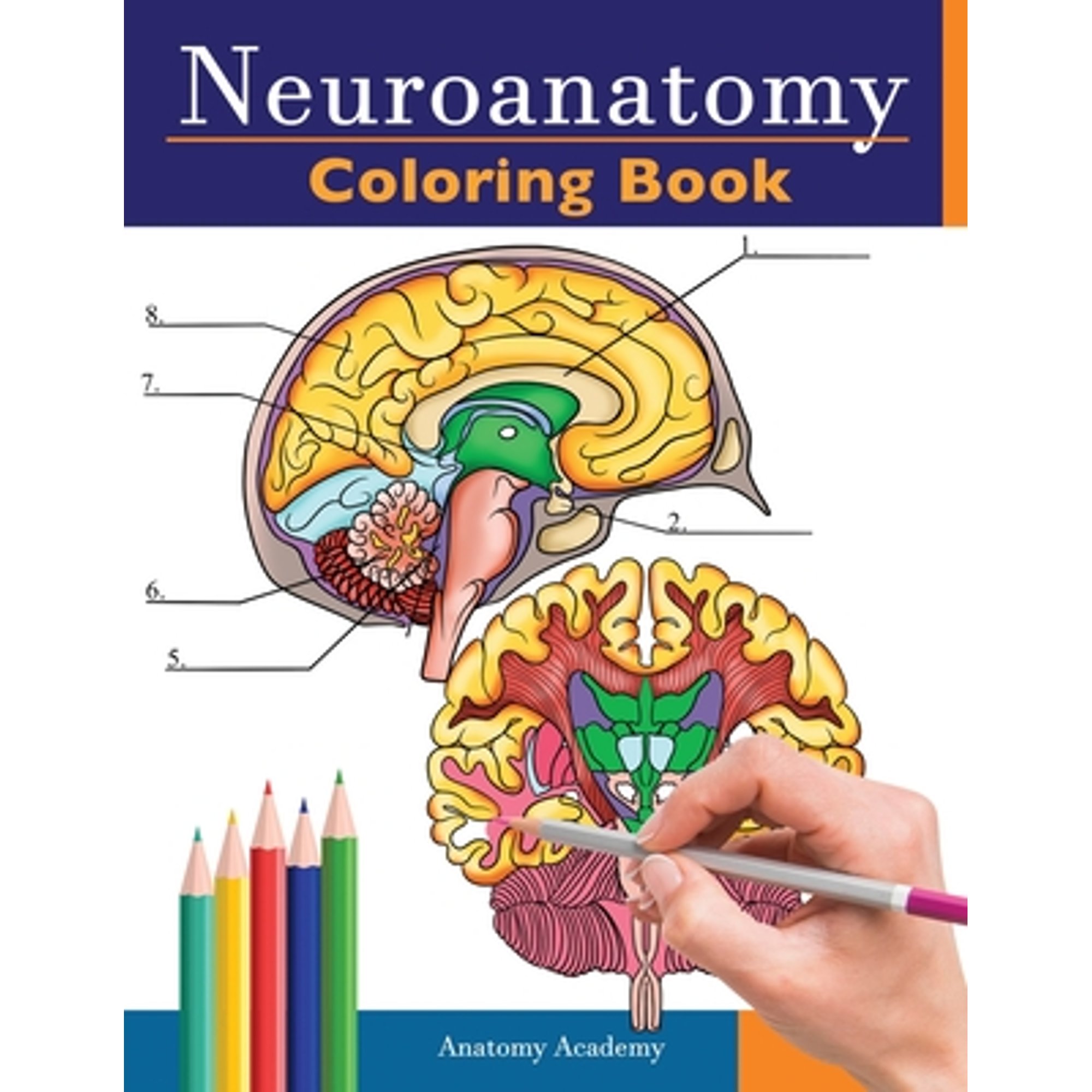 Pre-Owned Neuroanatomy Coloring Book: Incredibly Detailed Self-Test ...