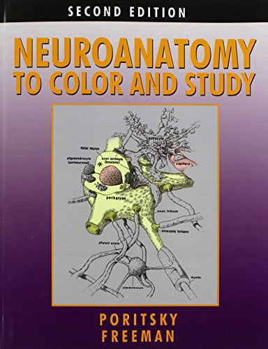 Pre-Owned Neuroanatomy to Color and Study Paperback - Walmart.com