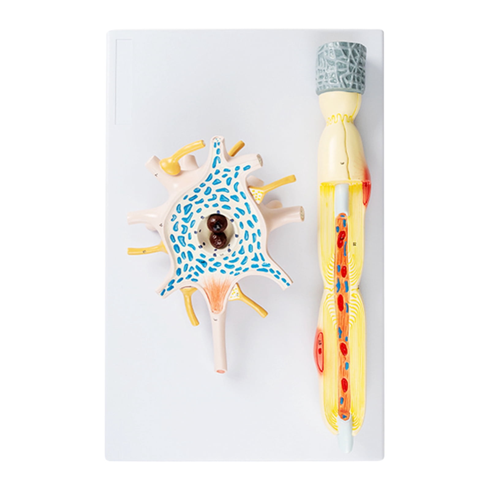 Neuronal Cell Body Nerve Fiber Structure Amplification Model Human ...