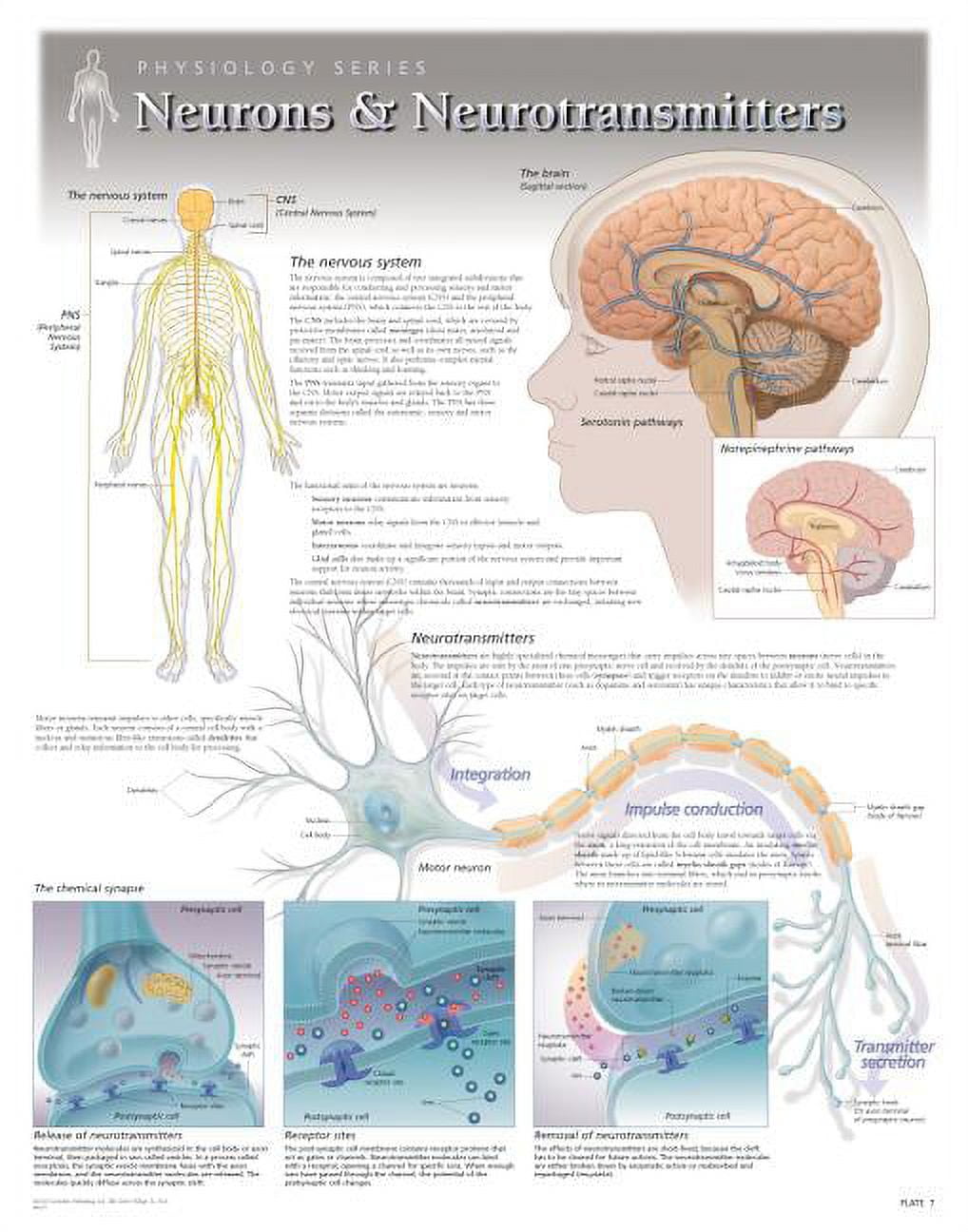 Neurons & Neurotransmitters Wall Chart : 8271 (Wallchart) - Walmart.com