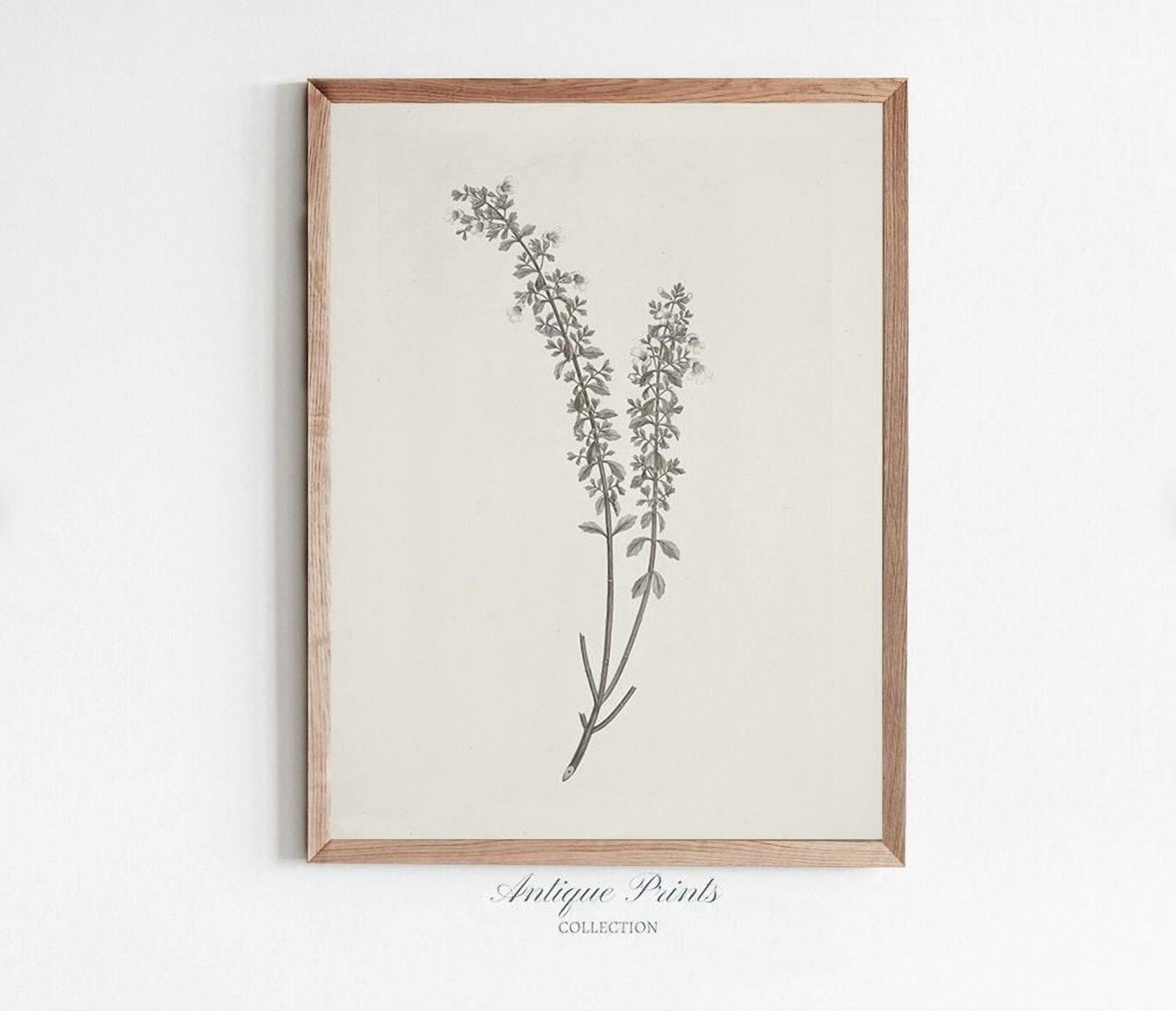 Neutral Branch Sketch Art, Minimalist Botanical Vintage Print, Antique ...