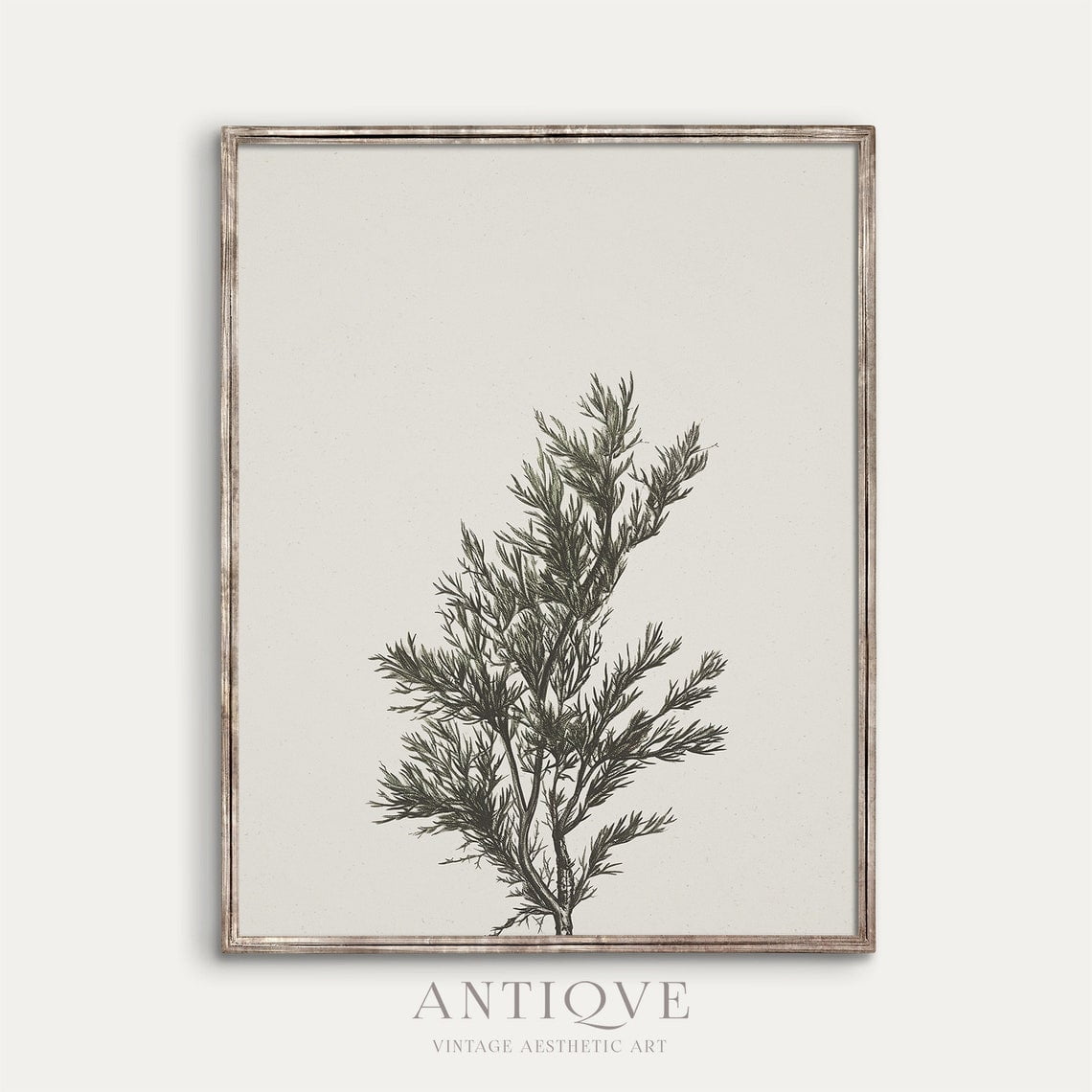 Neutral Juniper Branch, Nature Winter, Rustic Winter Decor, Farmhouse ...