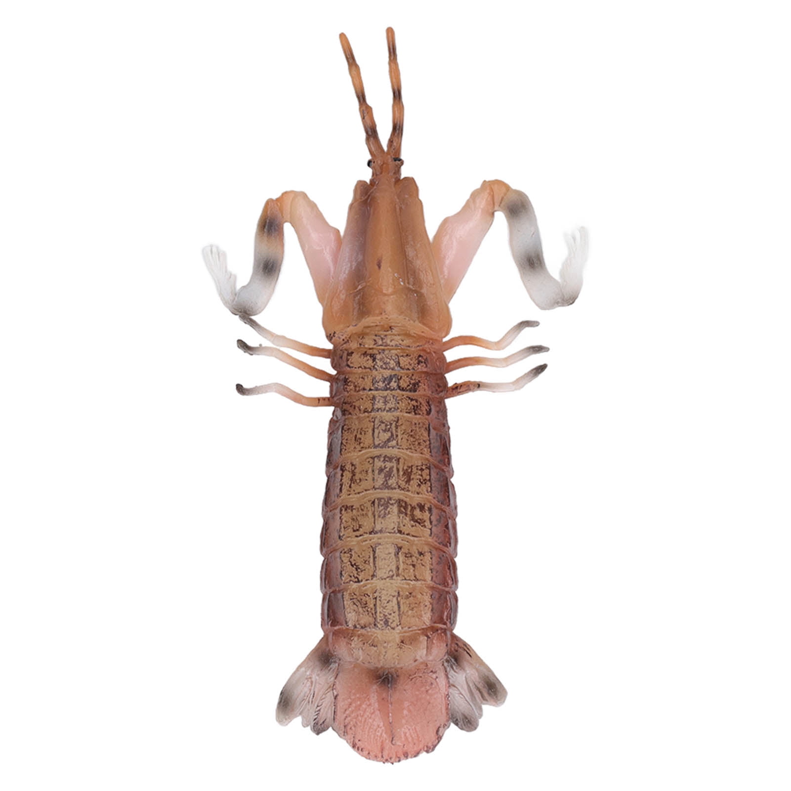 NeveLance Mantis Shrimp Model Solid Vivid Simulation Shrimp Model for ...