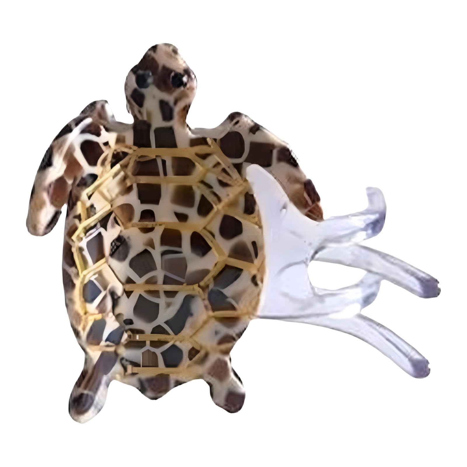 New Arrival! Kaonry Sea Turtle Claw Clip, Brown， Interesting Turtle ...