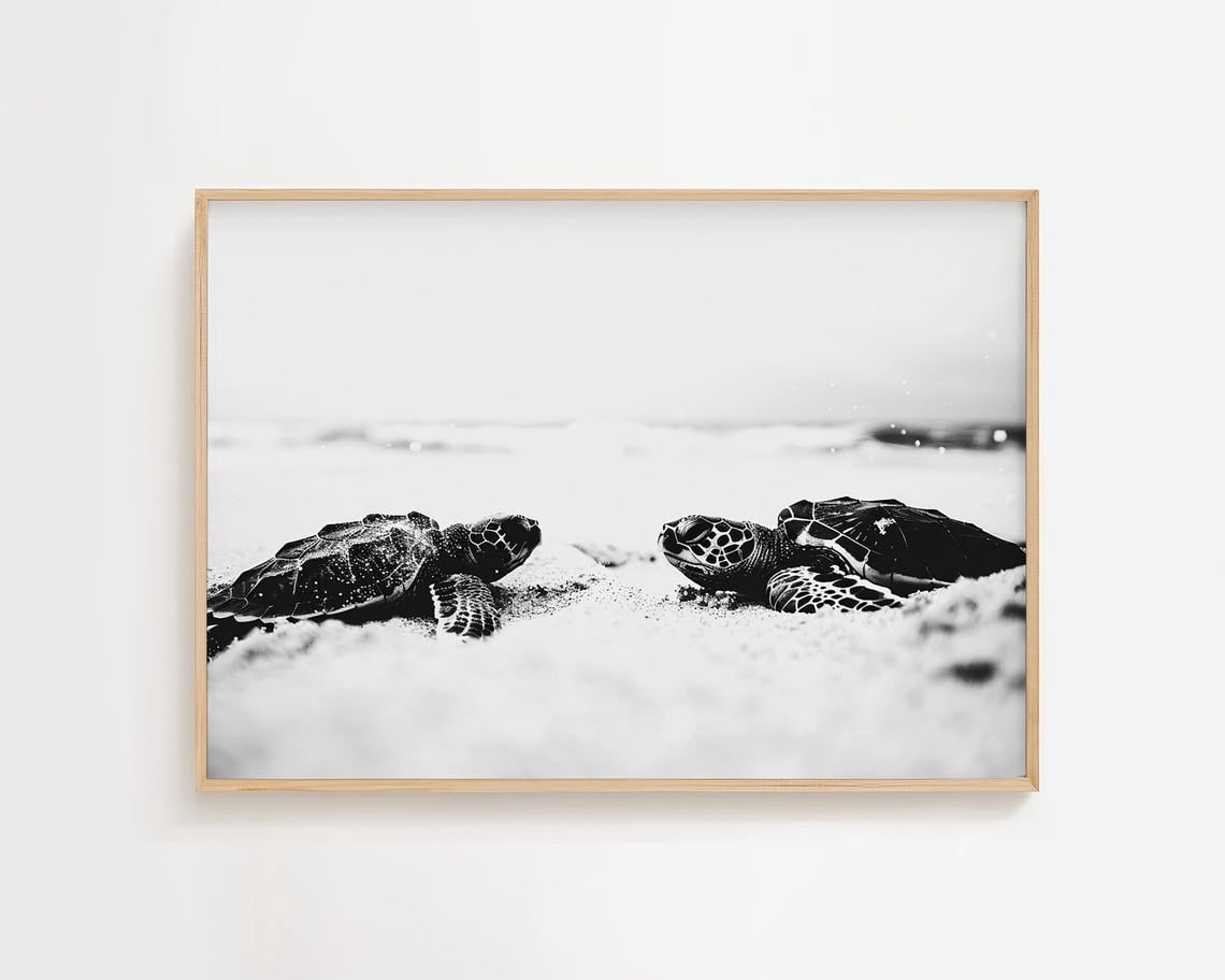 New Born Turtles On Beach Sea Life Photography Ocean Mammal Lovers ...