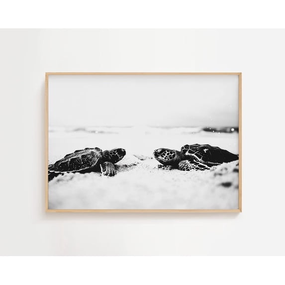 New Born Turtles On Beach Sea Life Photography Ocean Mammal Lovers ...